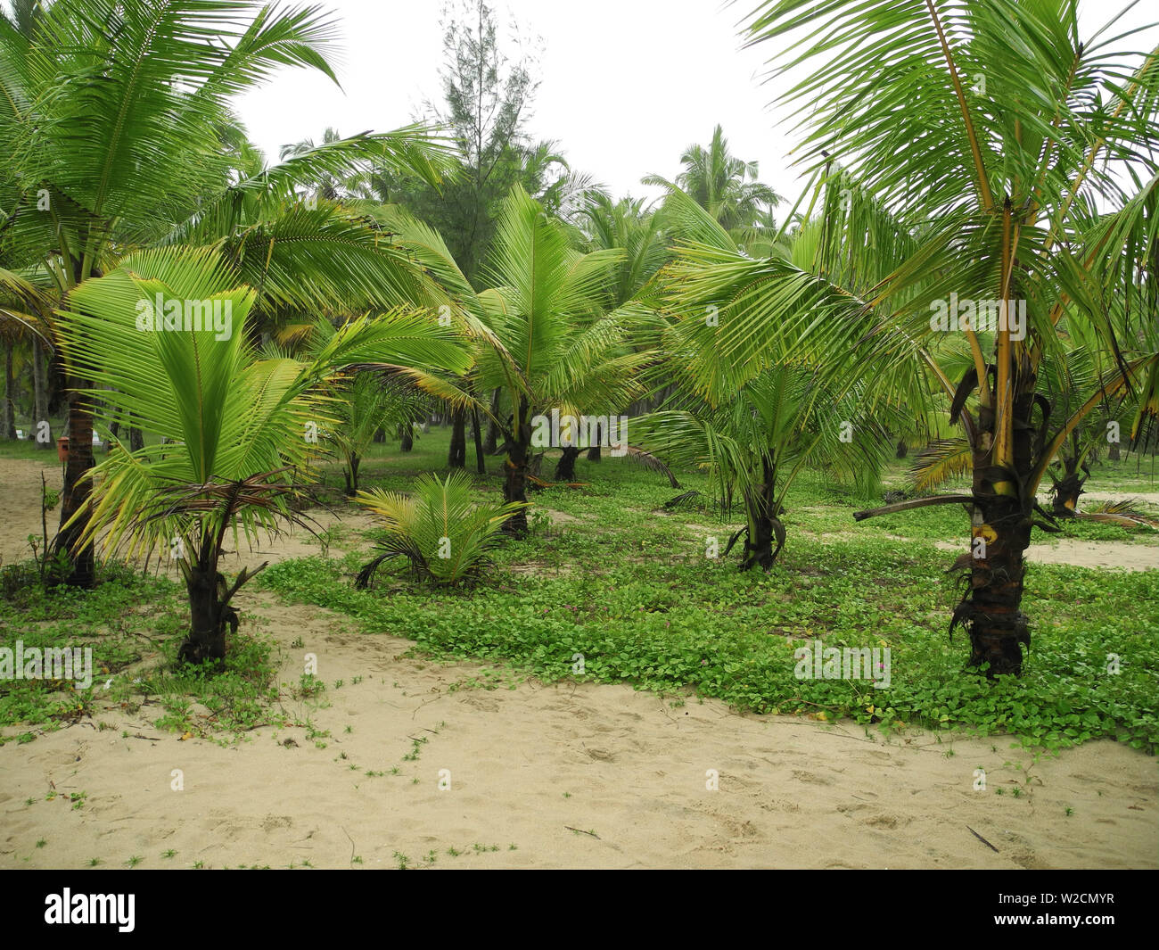 Coconut plantation kerala hi-res stock photography and images - Alamy