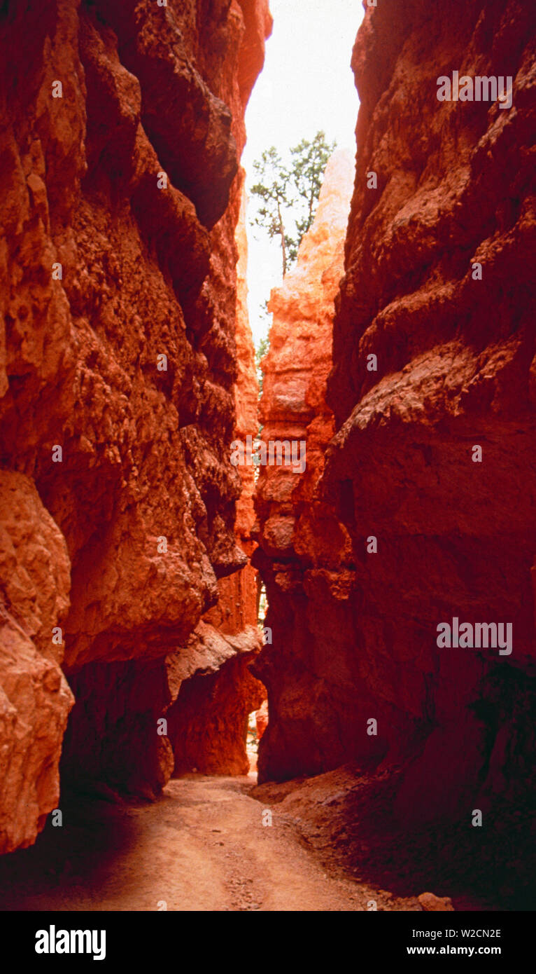 USA: The Bryce-Canyon in Arizona Stock Photo - Alamy