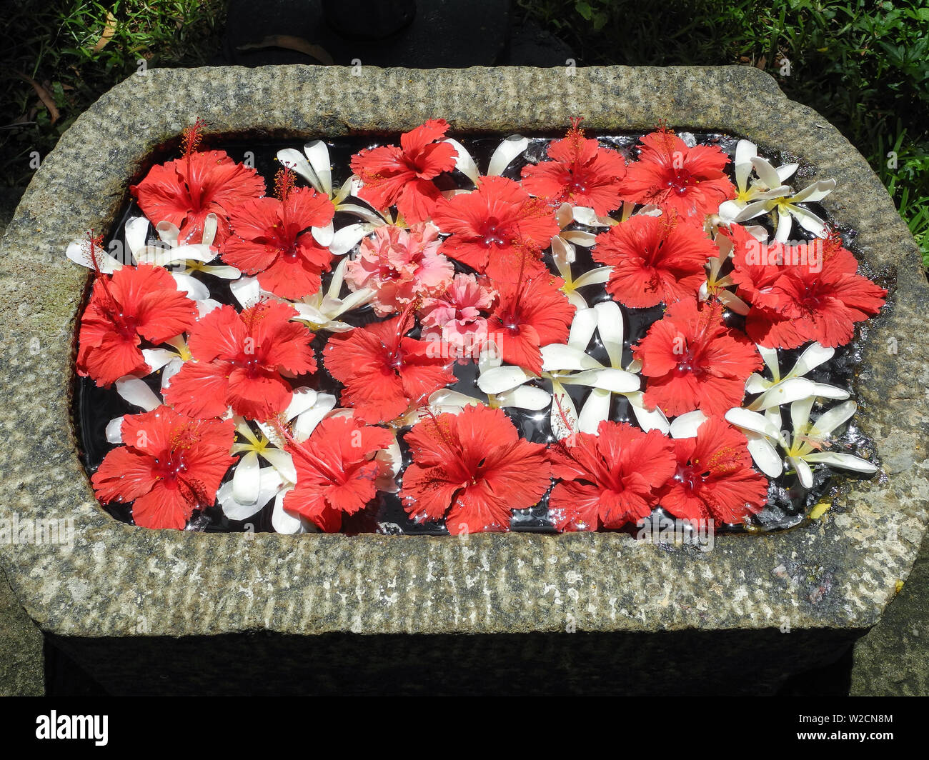 Red and white flowers in water in a stone vessel, Kerala, Trivandrum ...