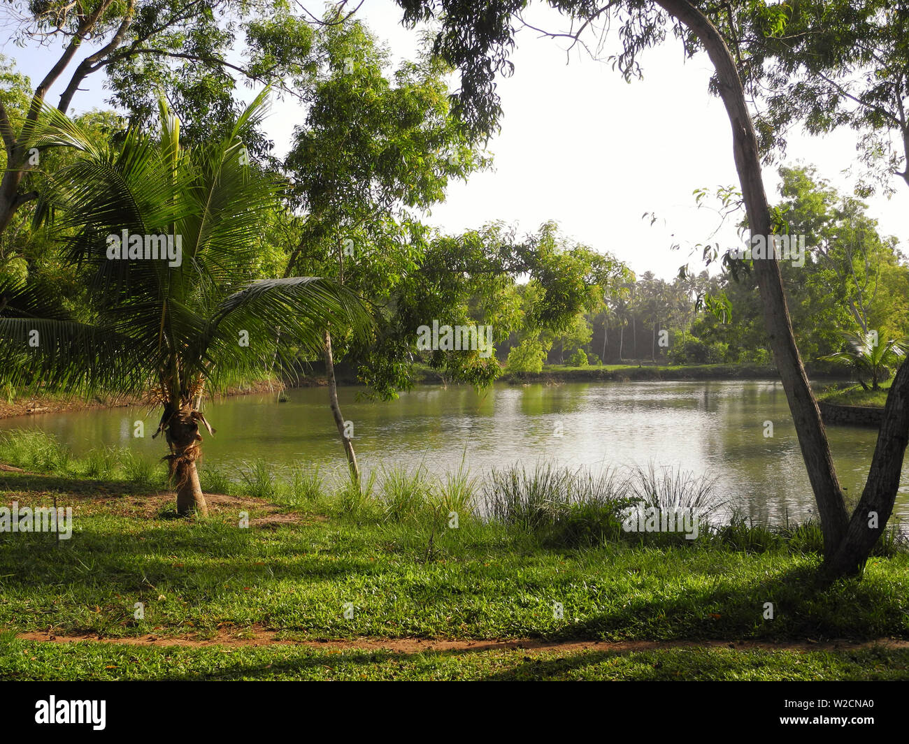 Lake on the background of green trees, Kerala, Trivandrum region Stock ...