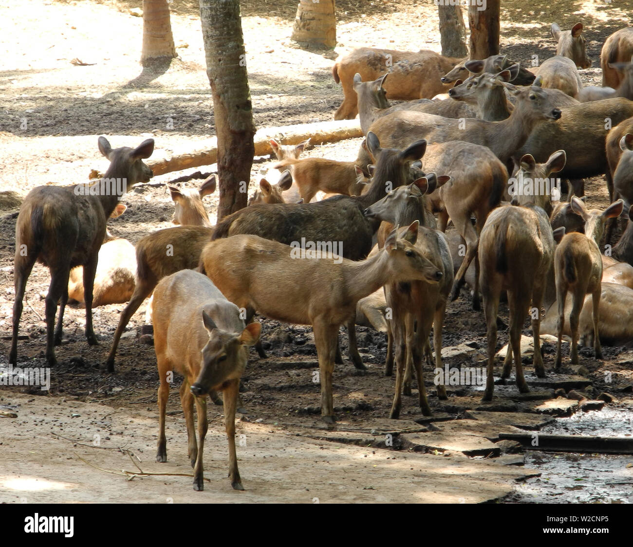Deer at kerala hi-res stock photography and images - Alamy