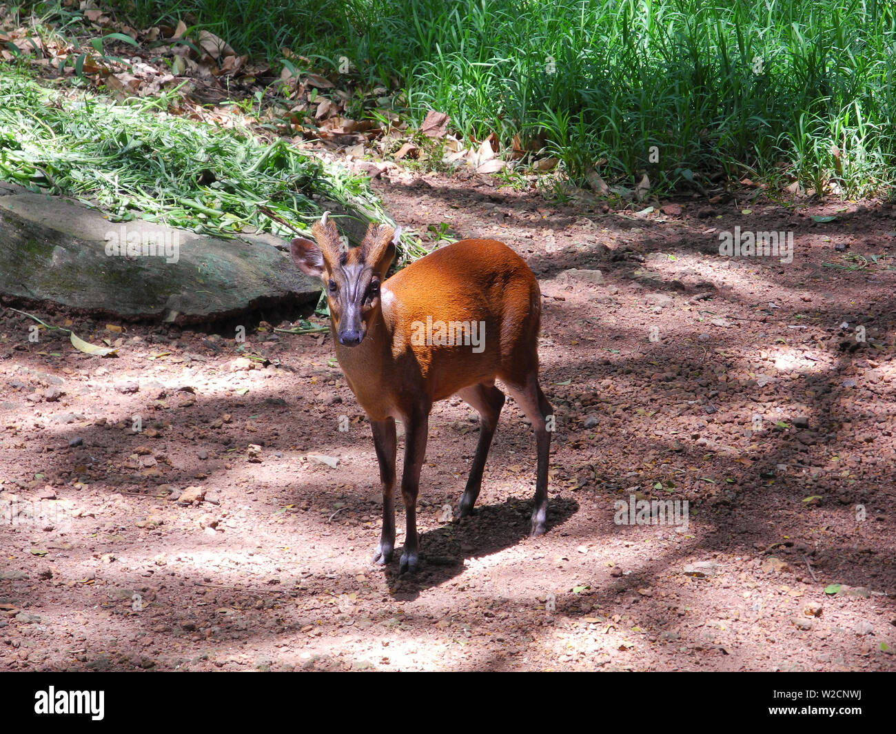 Brown cloven, Kerala, Trivandrum Stock Photo - Alamy