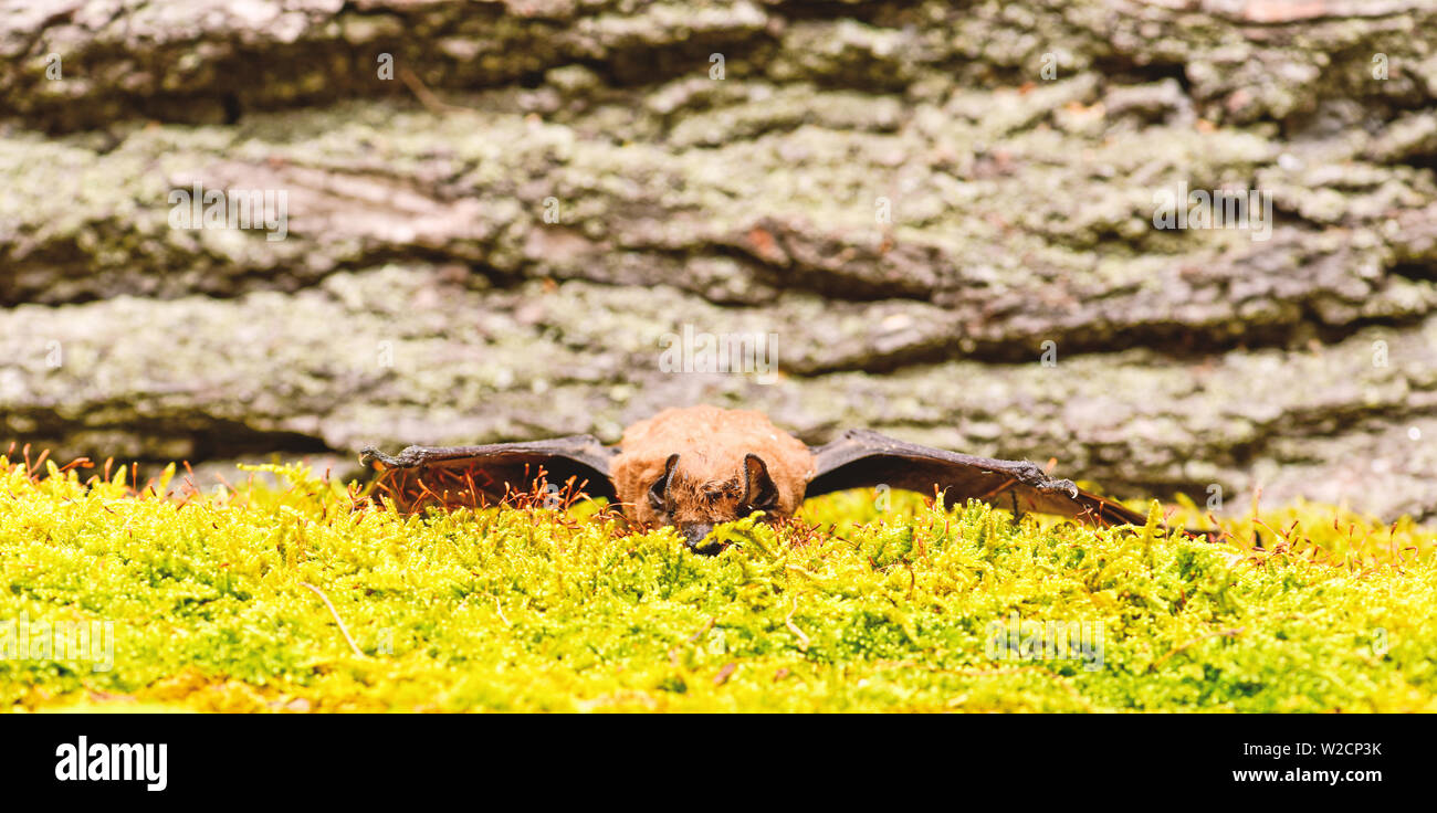 Forelimbs adapted as wings. Museum of nature. Mammals naturally capable ...