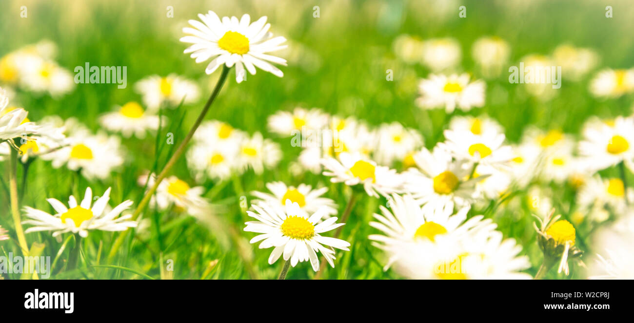 Romantic wild field of daisies with focus on one flower. Oxeye daisy ...