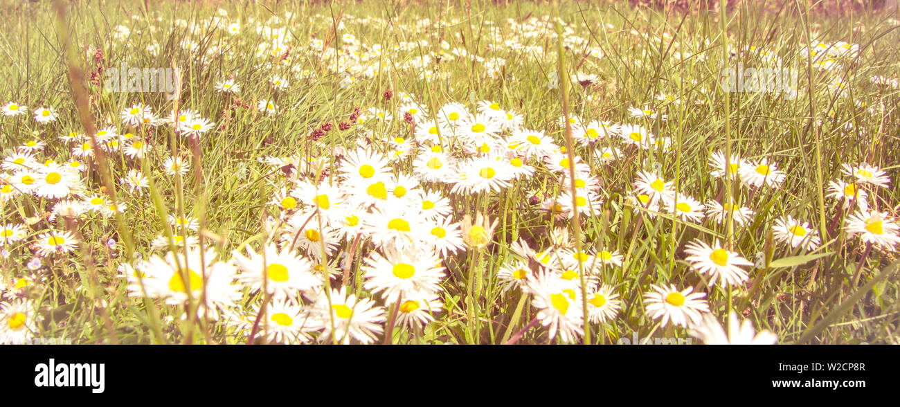 Romantic wild field of daisies with focus on one flower. Oxeye daisy ...