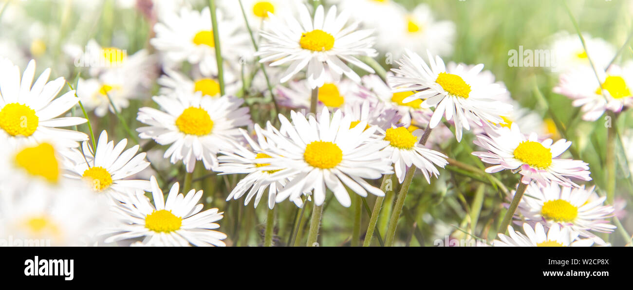 Romantic wild field of daisies with focus on one flower. Oxeye daisy ...