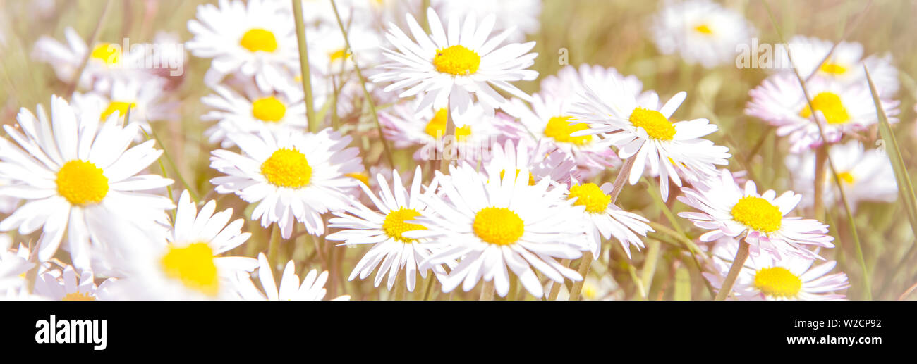 Romantic wild field of daisies with focus on one flower. Oxeye daisy ...
