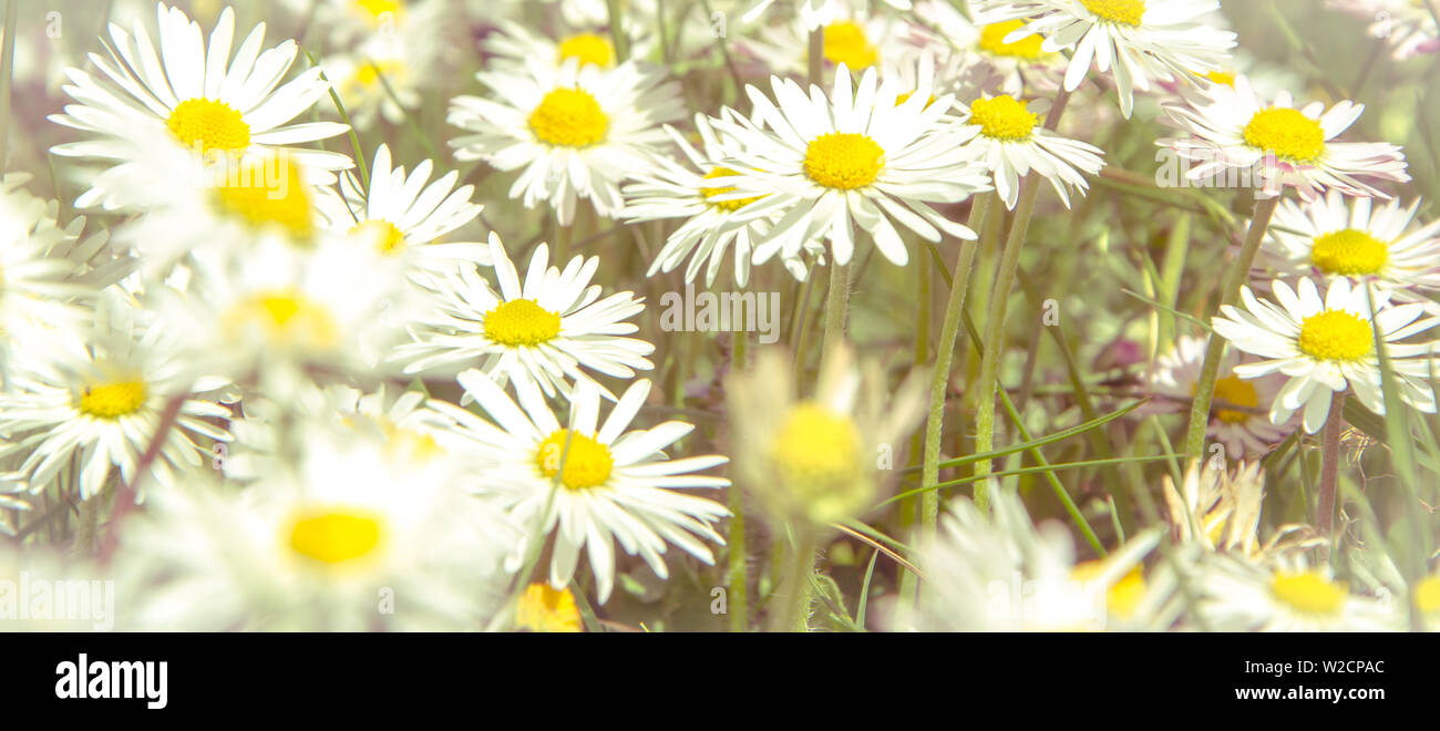 Romantic wild field of daisies with focus on one flower. Oxeye daisy ...