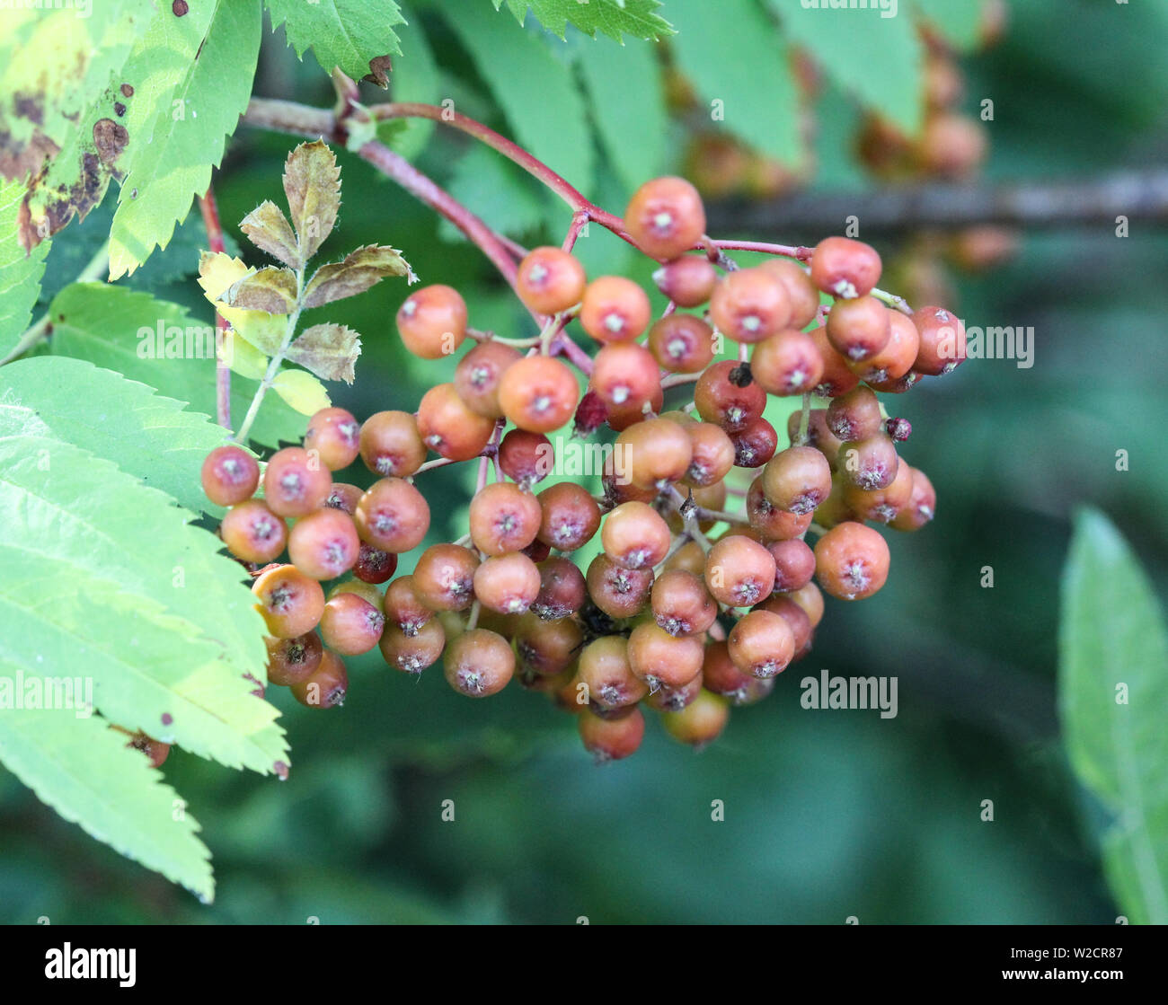 Wild Mountain Ash