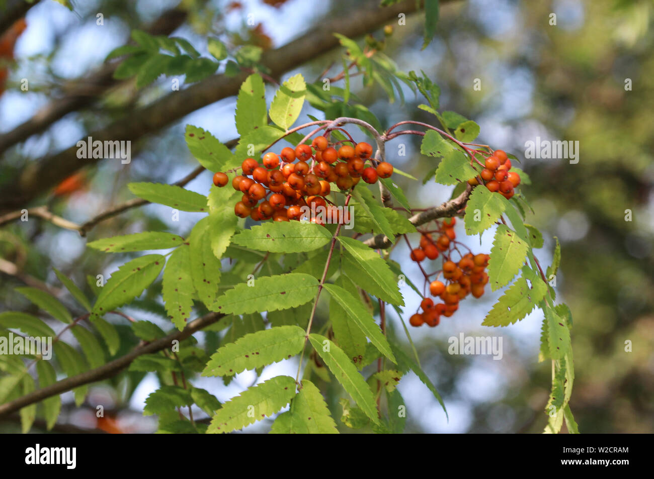 White berries rowan tree sorbus hi-res stock photography and images - Alamy