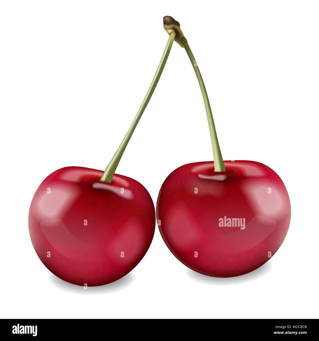 Cherry fruit Vector realistic isolated on whites. Detailed 3d ...