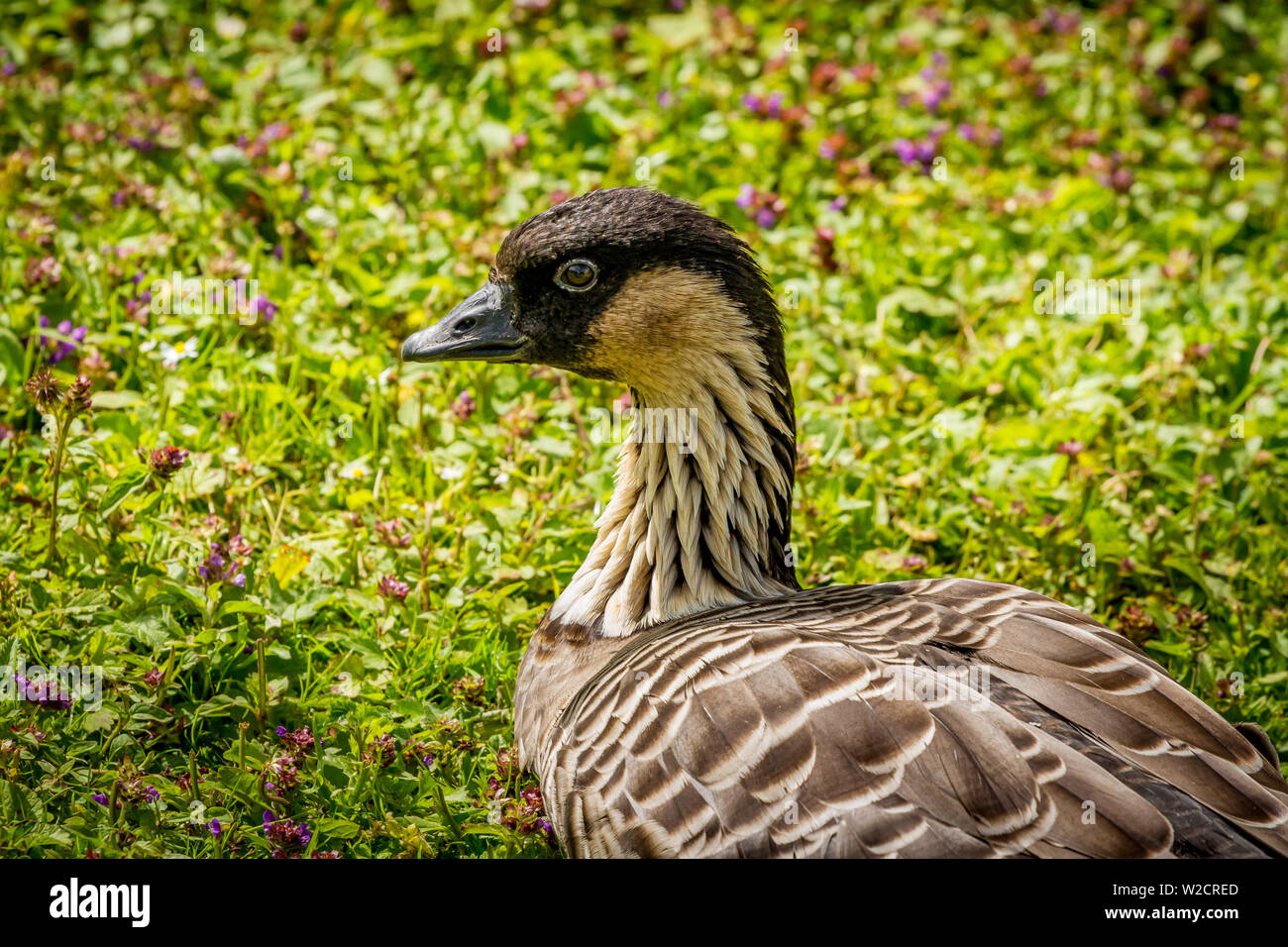 Hawaiian head hi-res stock photography and images - Alamy