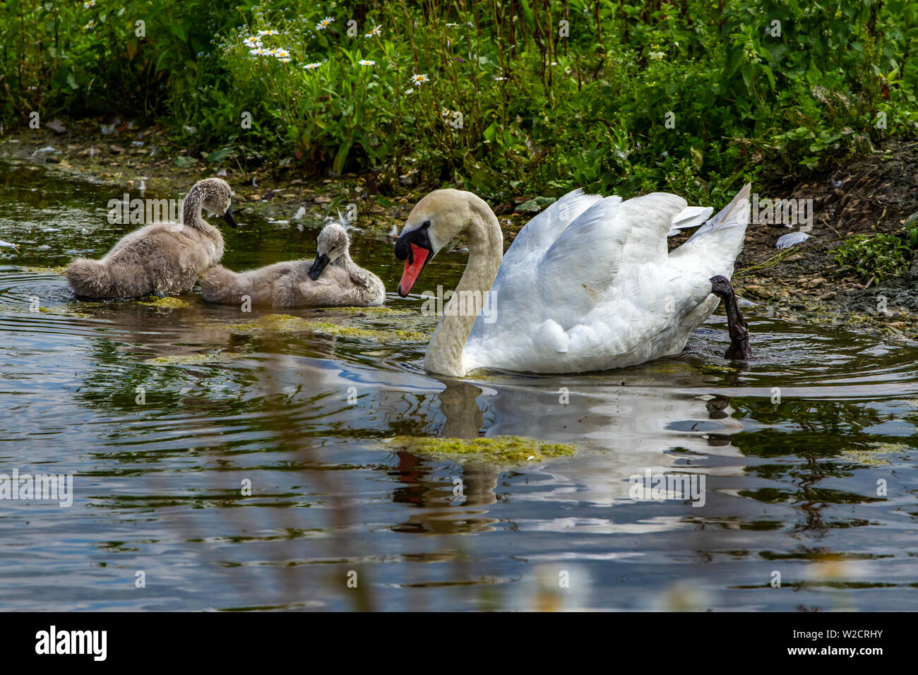 Wet cygnets hi-res stock photography and images - Alamy