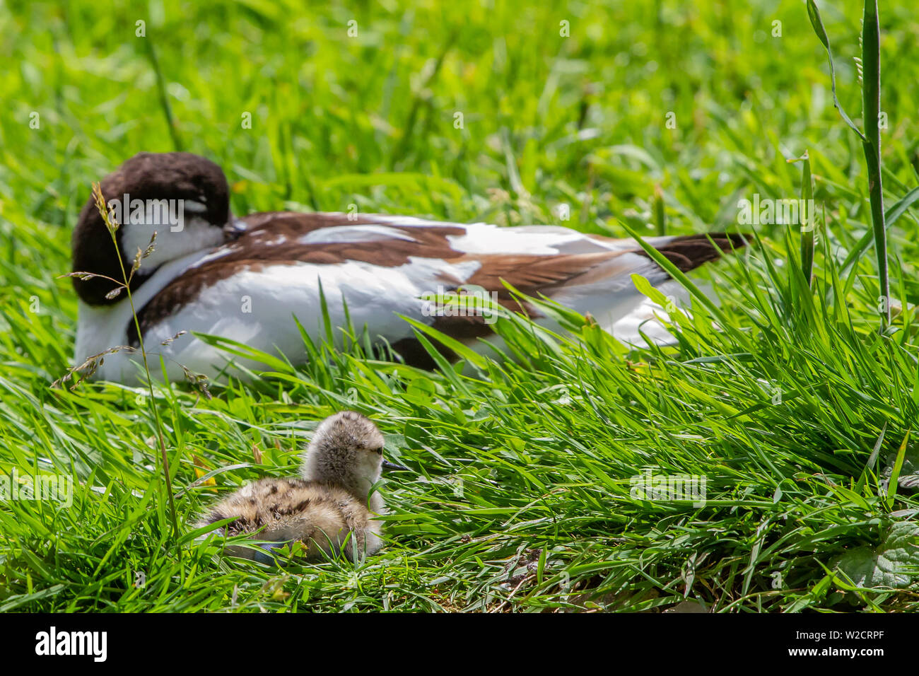 Common Shelduck at Slimbridge Stock Photo - Alamy