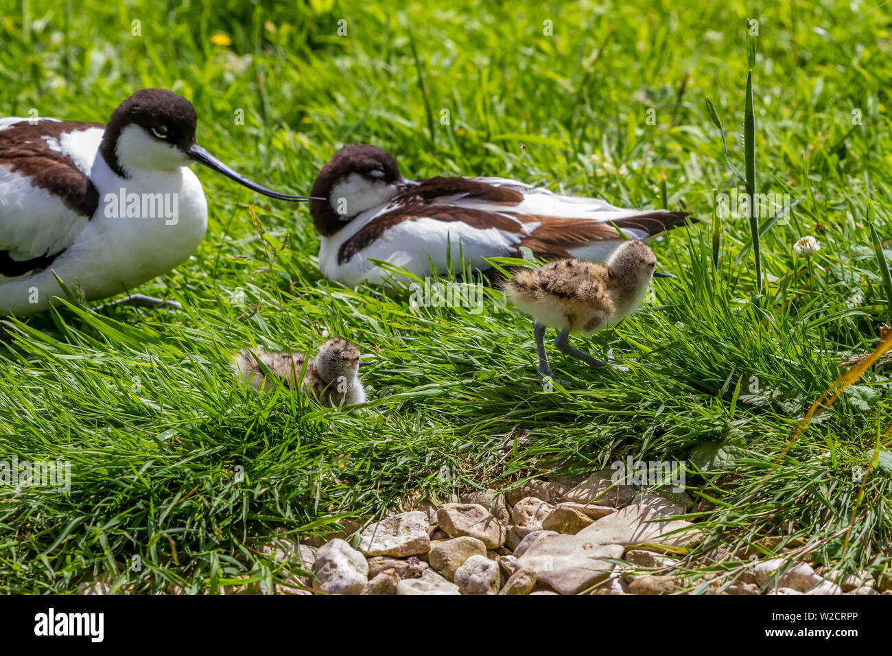 Shelduck chick hi-res stock photography and images - Alamy