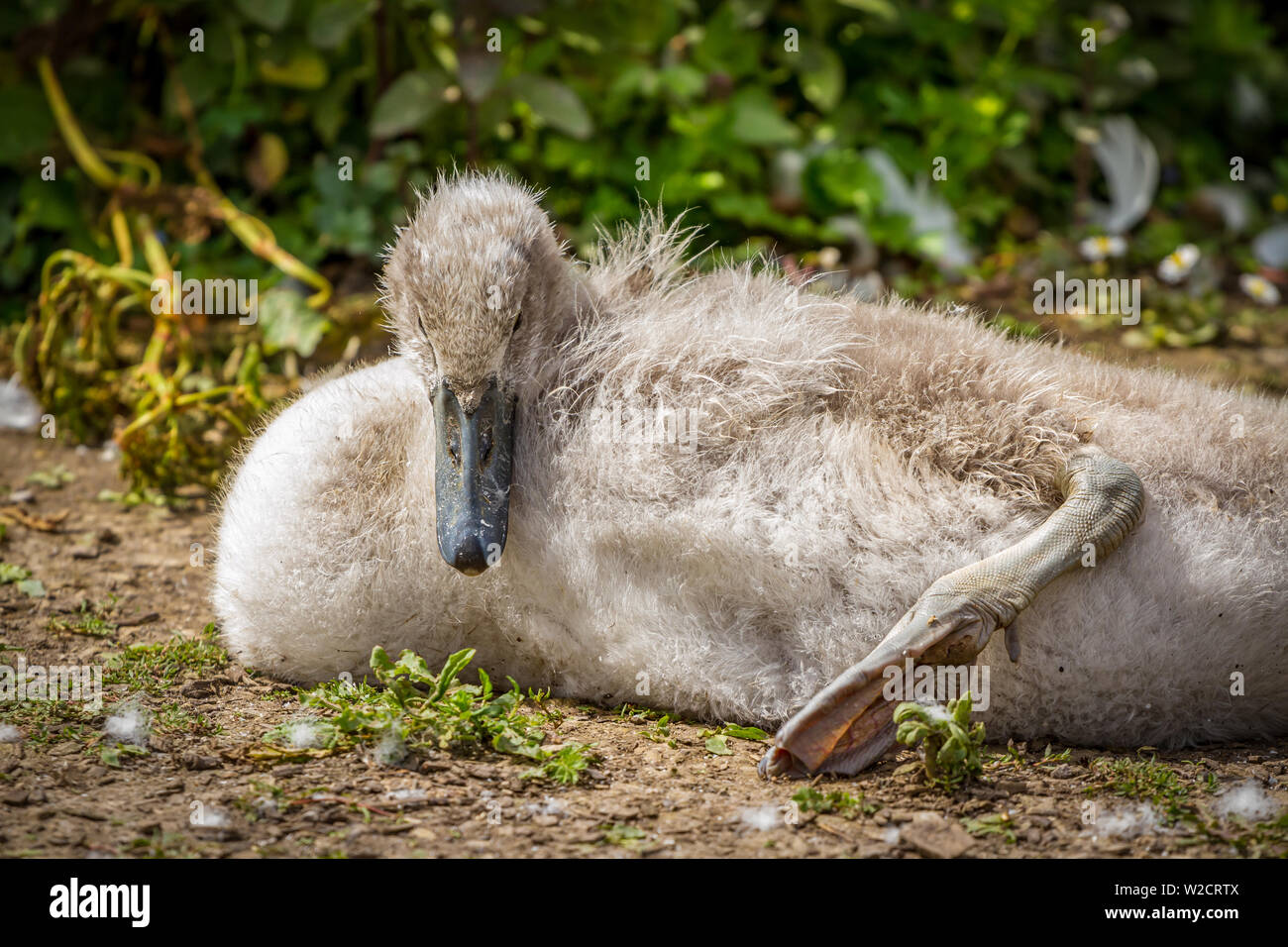 Cygnet preening hi-res stock photography and images - Alamy