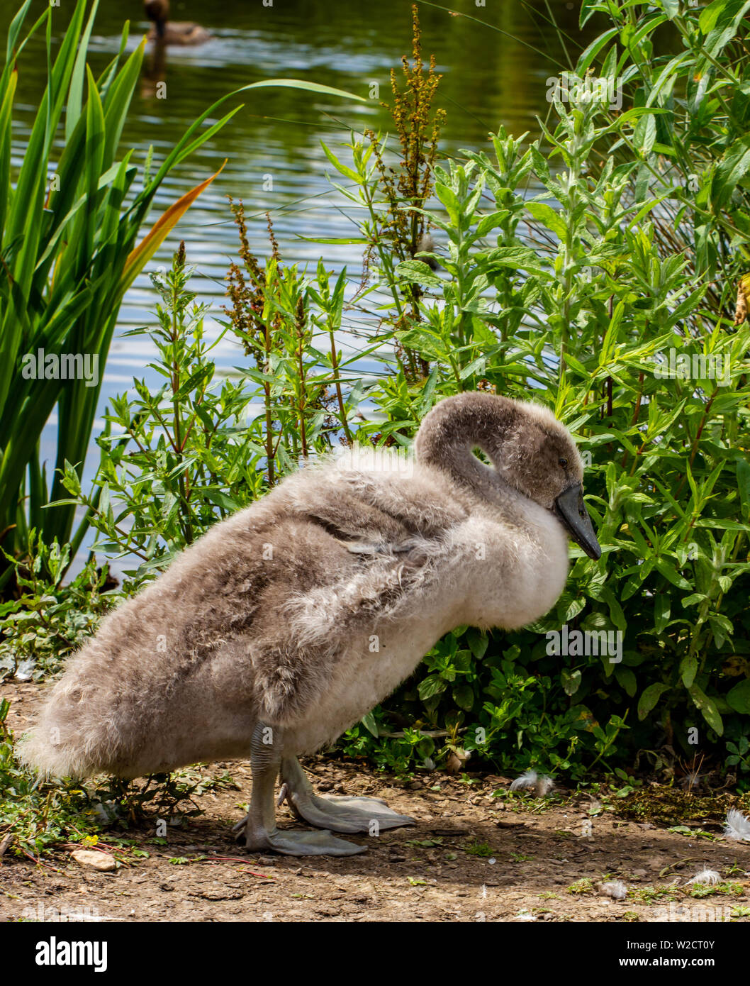 Grey cygnet standing hi-res stock photography and images - Alamy