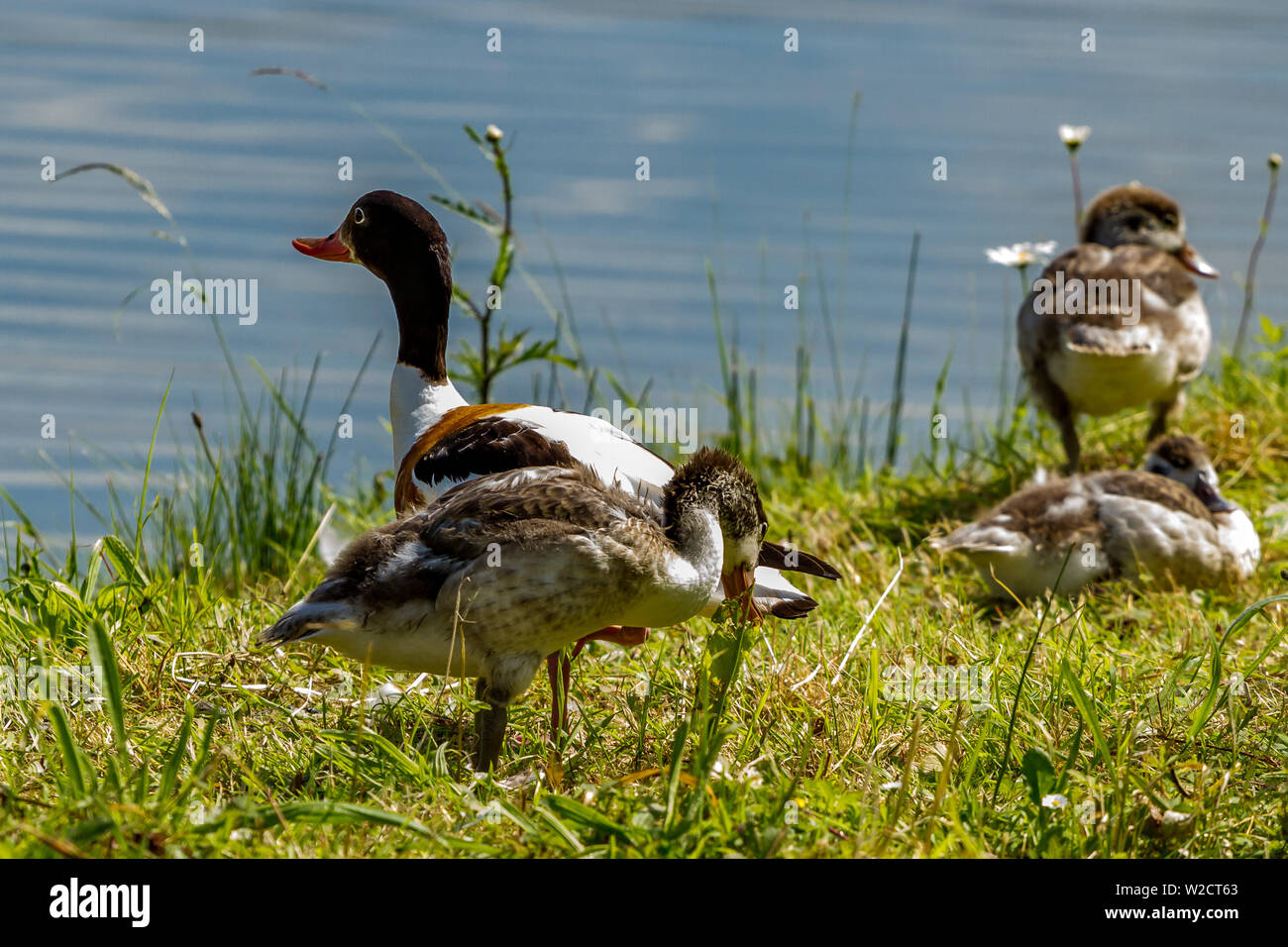 Common Shelduck at Slimbridge Stock Photo - Alamy