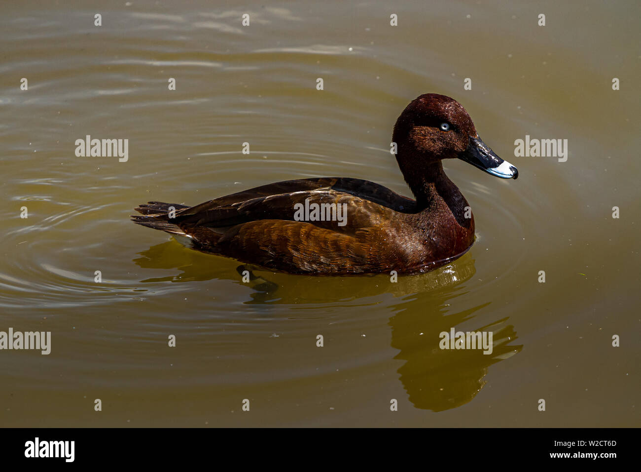 Hardhead hi-res stock photography and images - Alamy