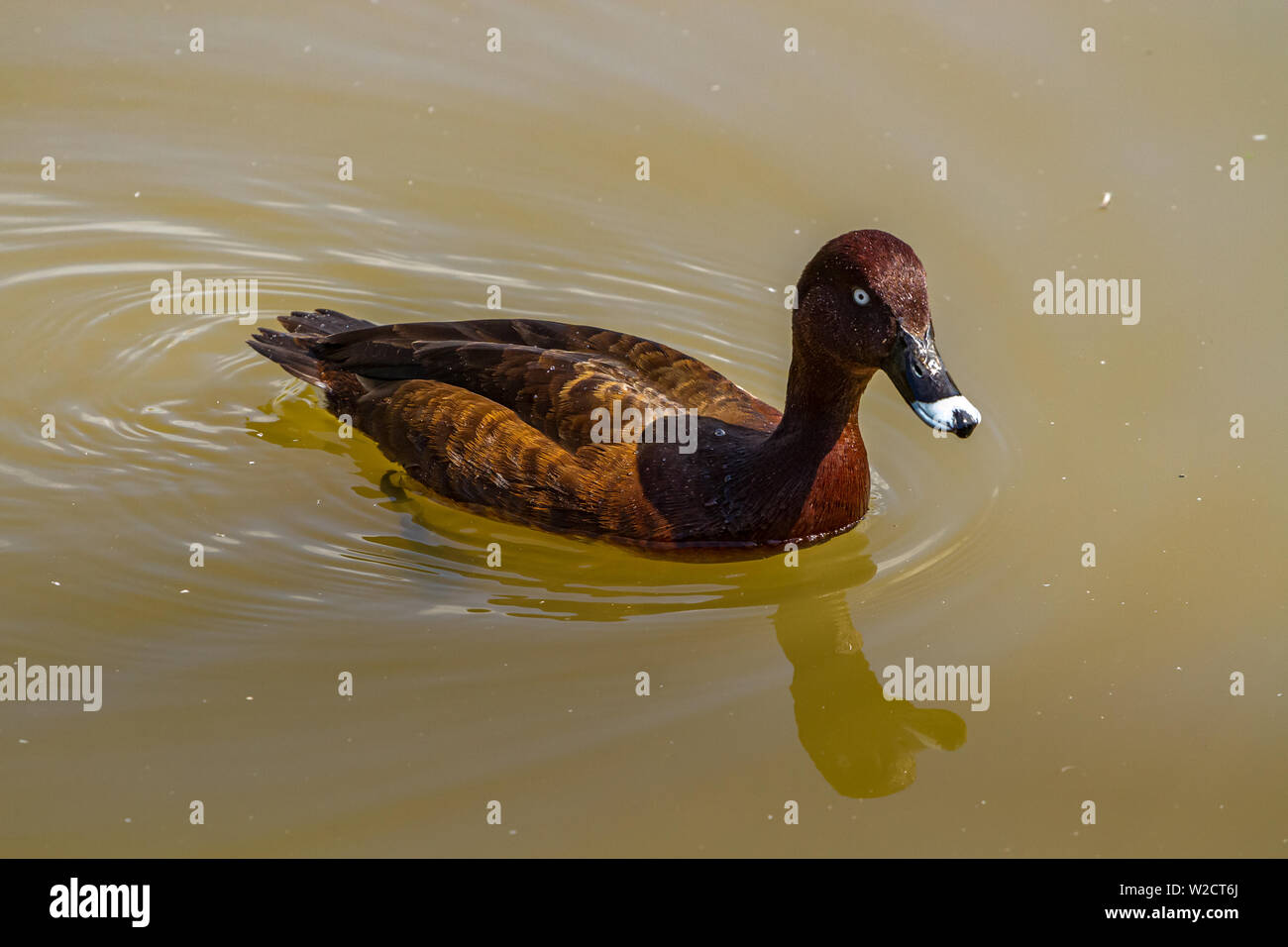 Hardhead hi-res stock photography and images - Alamy