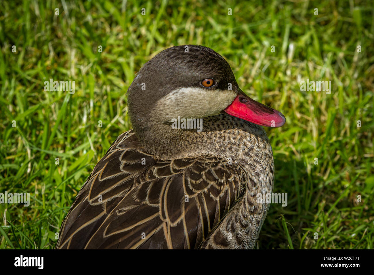 Red billed teal hi-res stock photography and images - Alamy