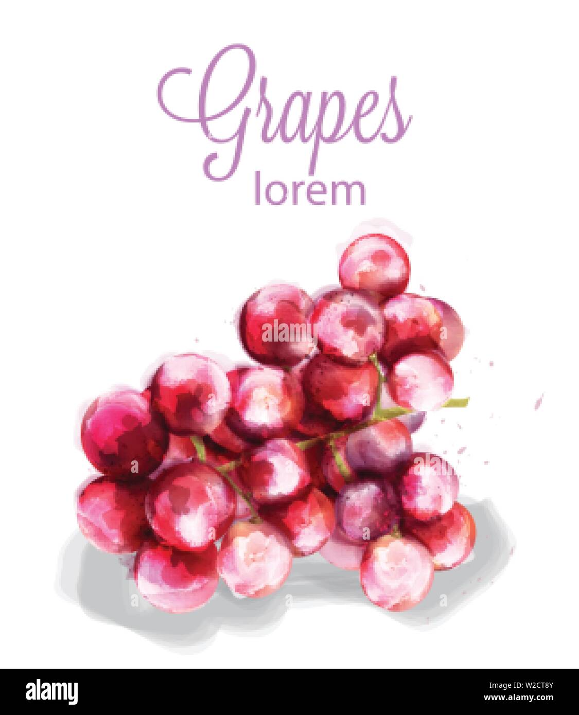 Grapes Vector watercolor. Summer fruits icon. label template Stock ...
