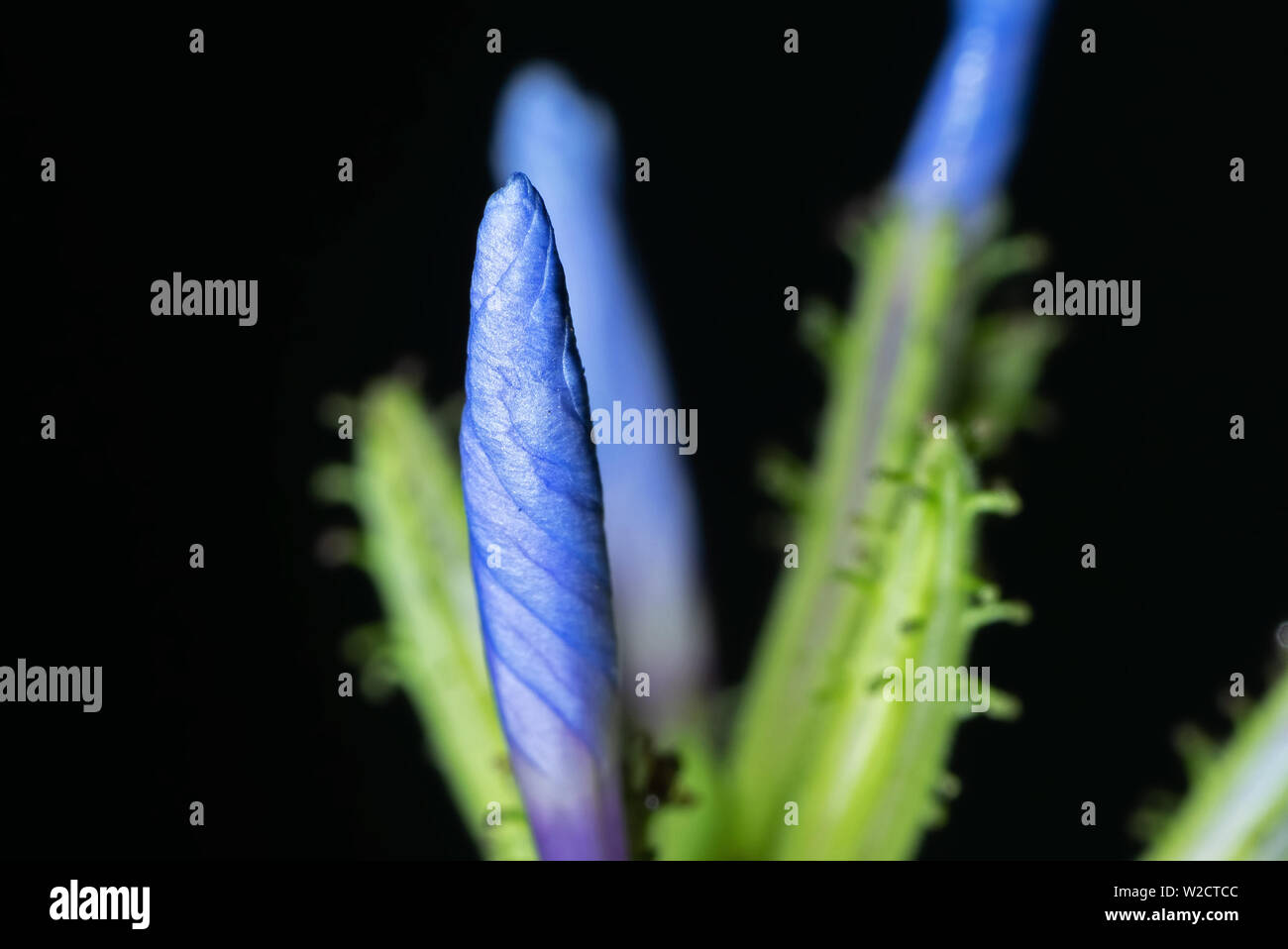 Closeup Bud Flower of Cape Leadwort Isolated on Black Background Stock ...