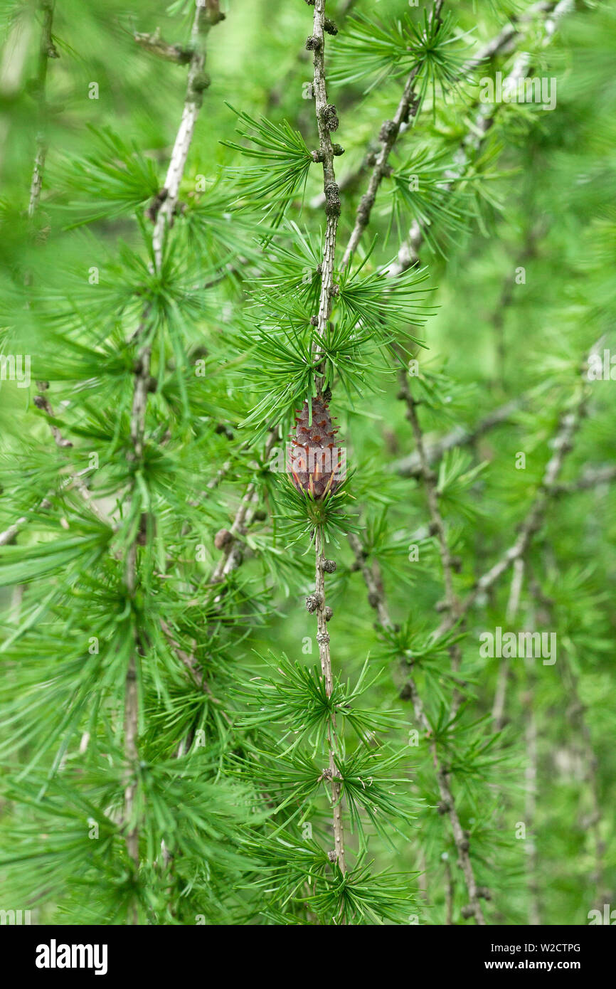 Larch tree with small cone in light spring forest Stock Photo - Alamy