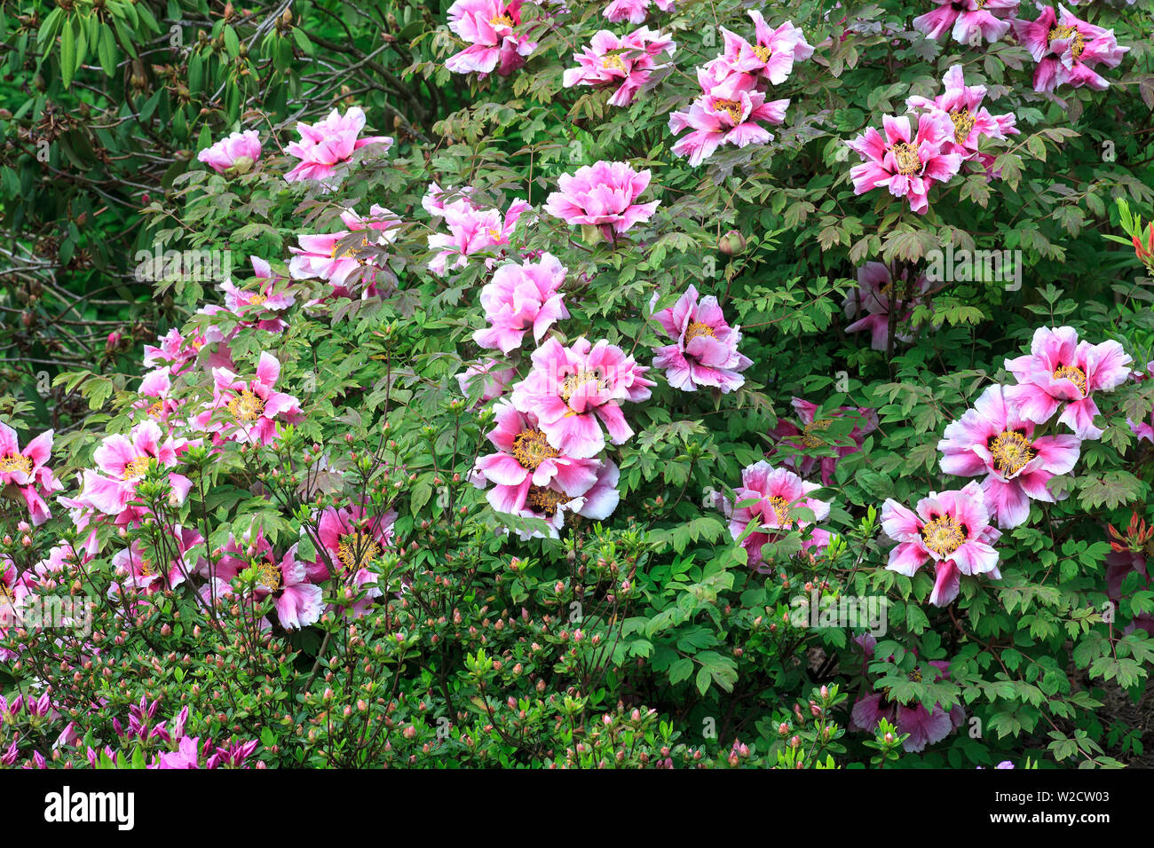 Green bush with big pink flowers Paeonia rockii (rock's peony). Tree ...