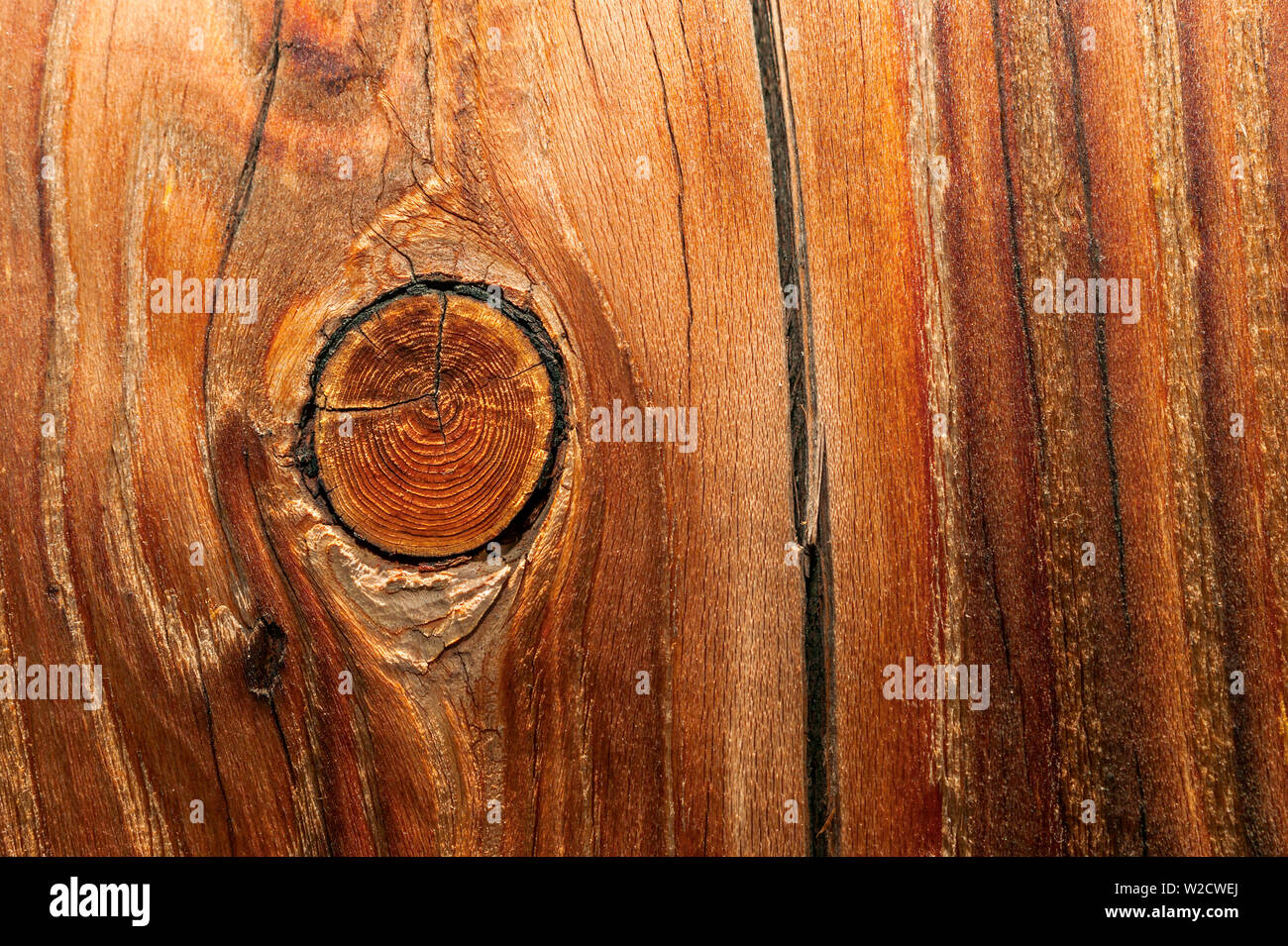 Big Round Snag in Weathered Brown Hardwood Stock Photo - Alamy