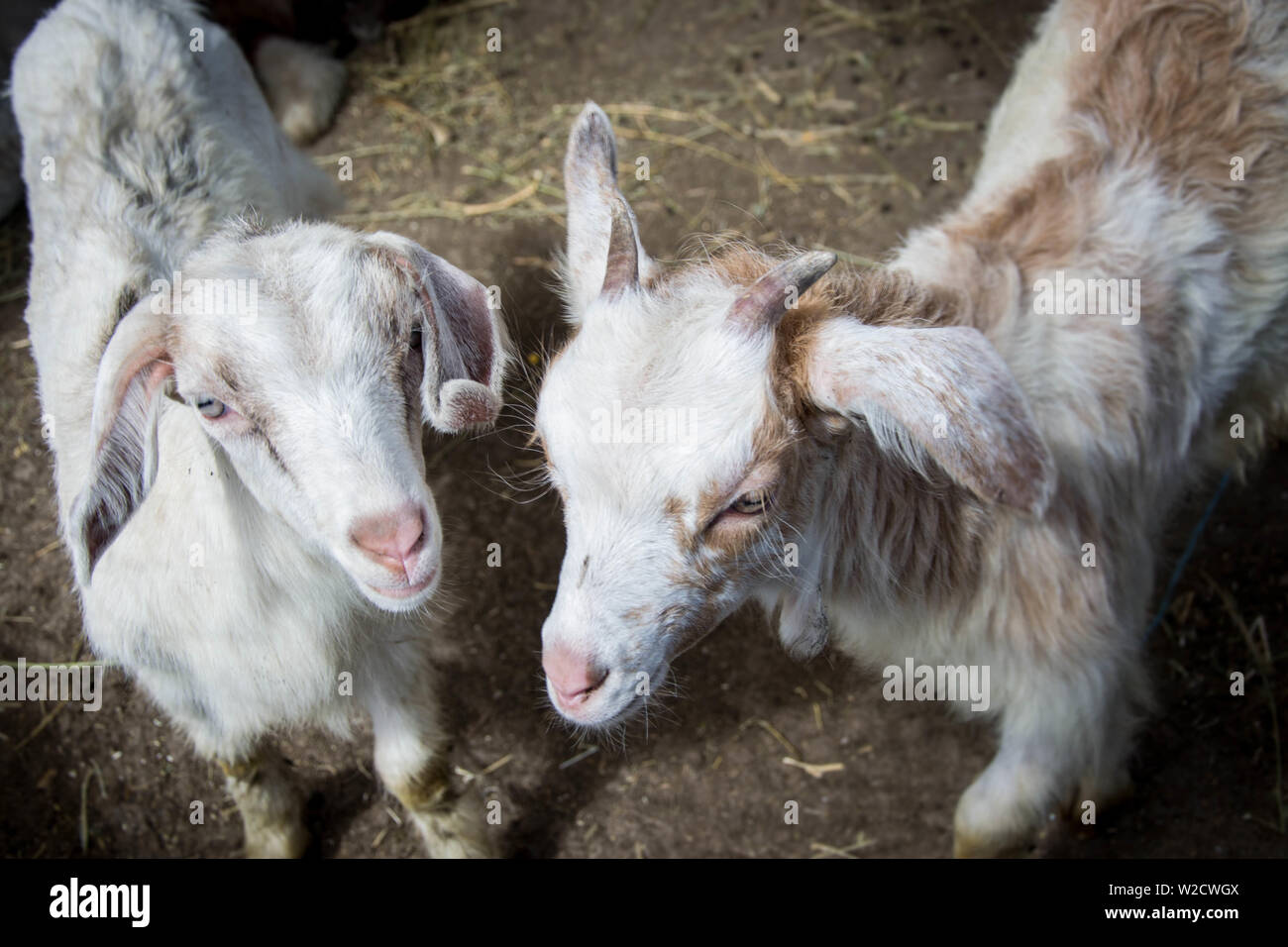 Two sweet little baby goats in the backyard, in a farm, villiage scene ...