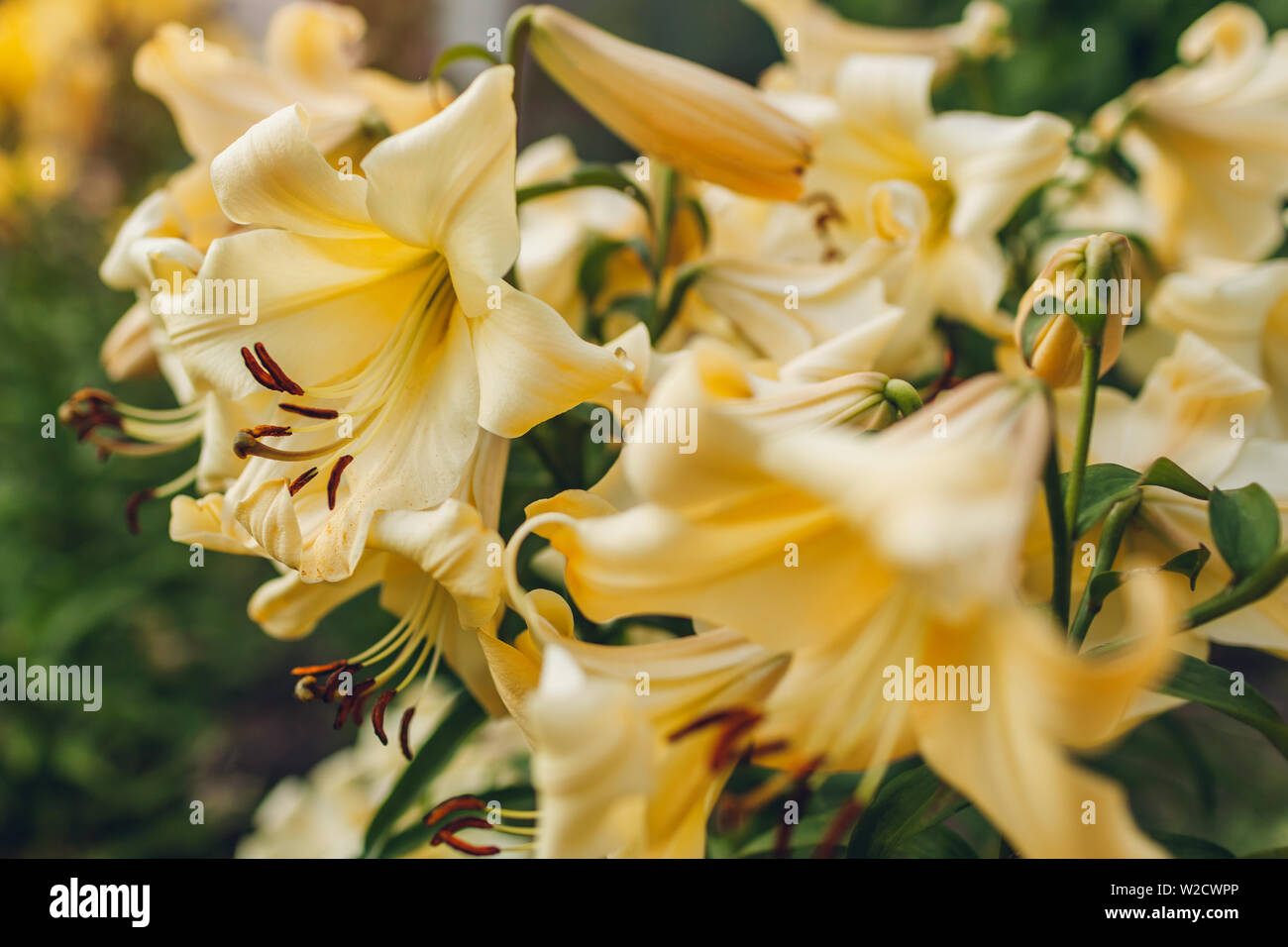 Asiatic Lilies Garden High Resolution Stock Photography and Images - Alamy
