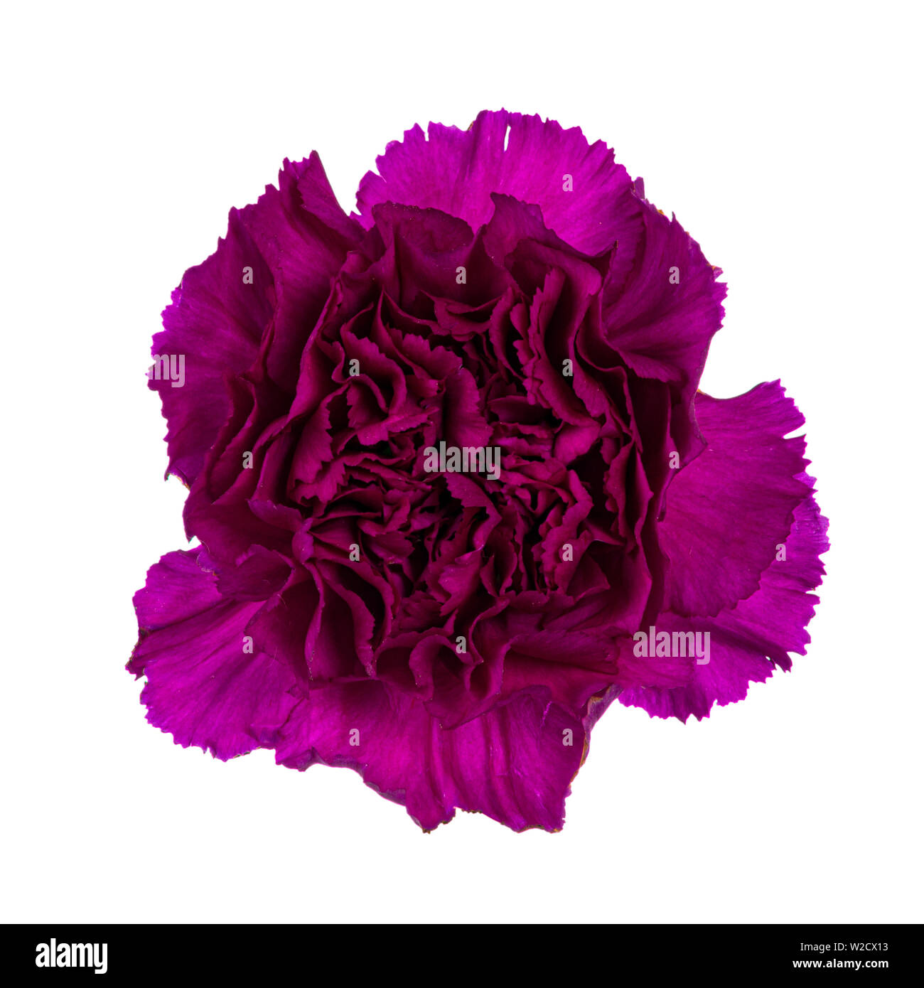 Carnation cutout hi-res stock photography and images - Alamy