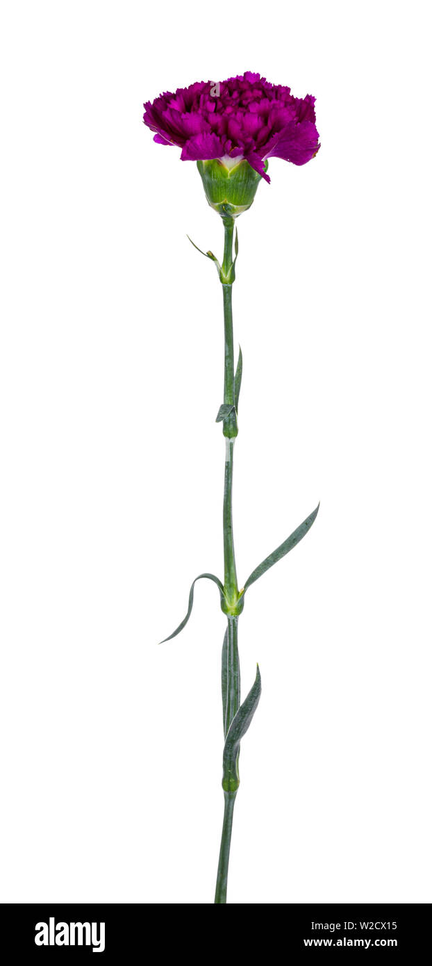 Carnation cutout hi-res stock photography and images - Alamy
