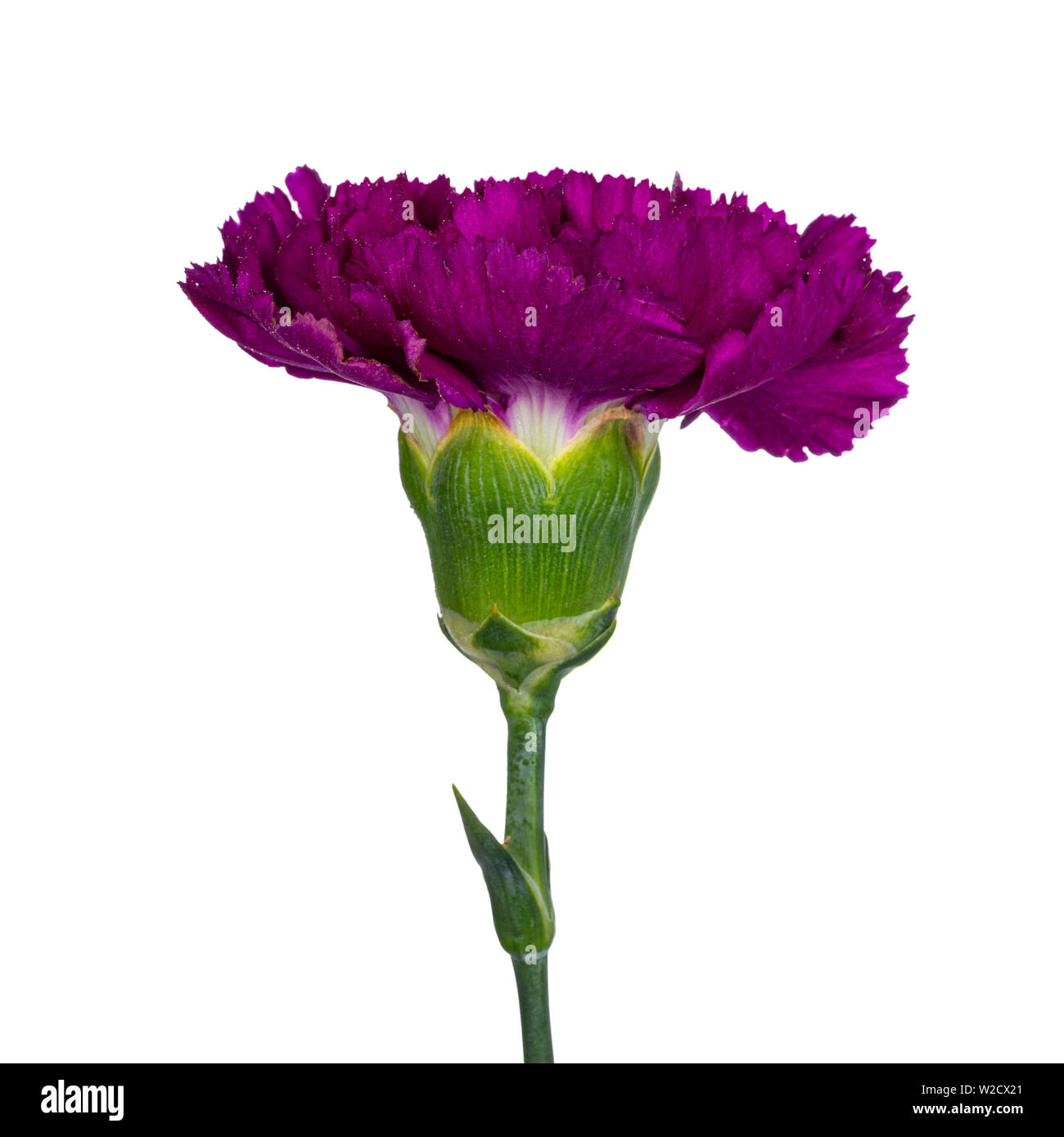 Soft pink carnation petals hi-res stock photography and images - Alamy