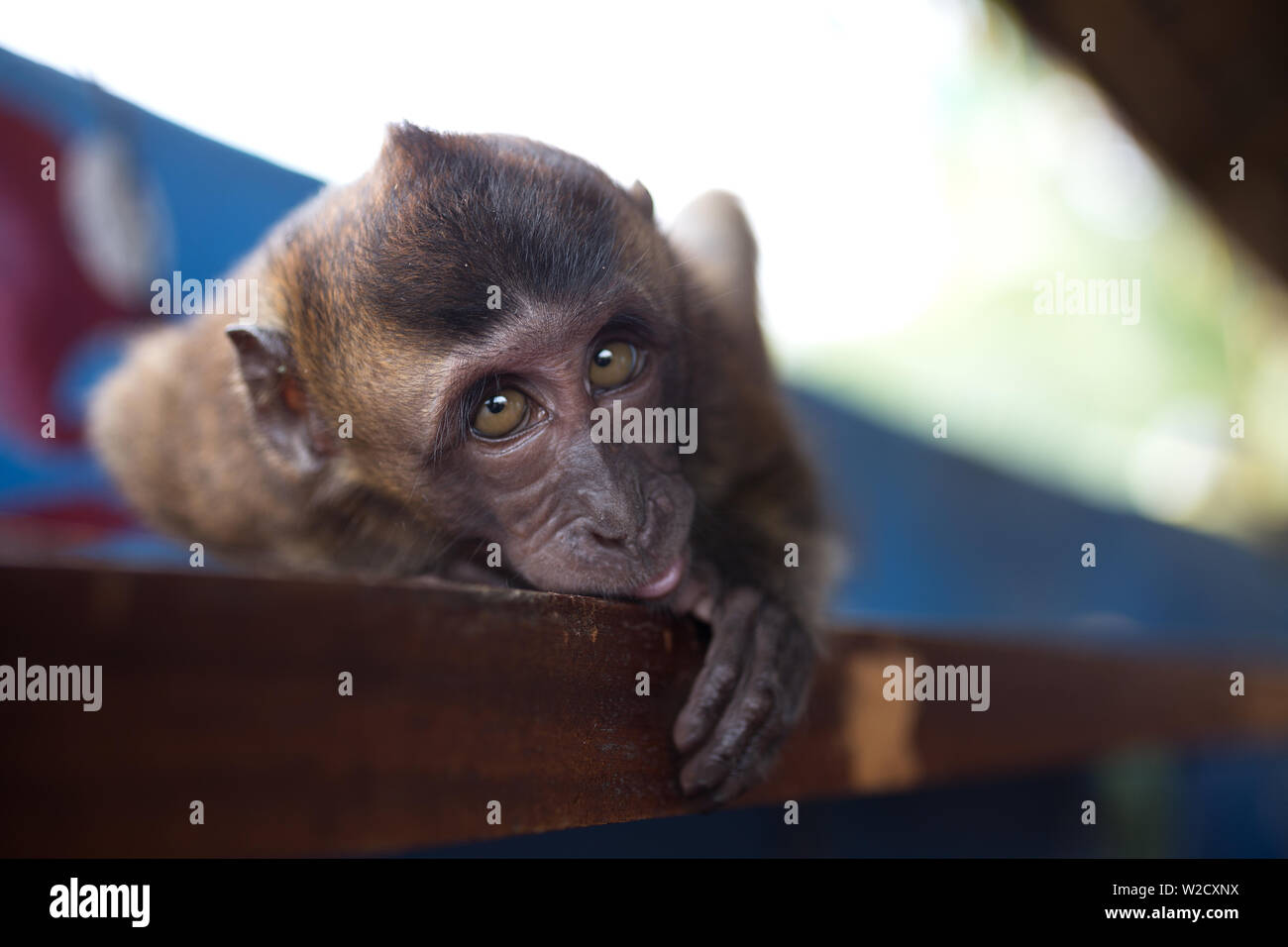 Human experimentation hi-res stock photography and images - Alamy