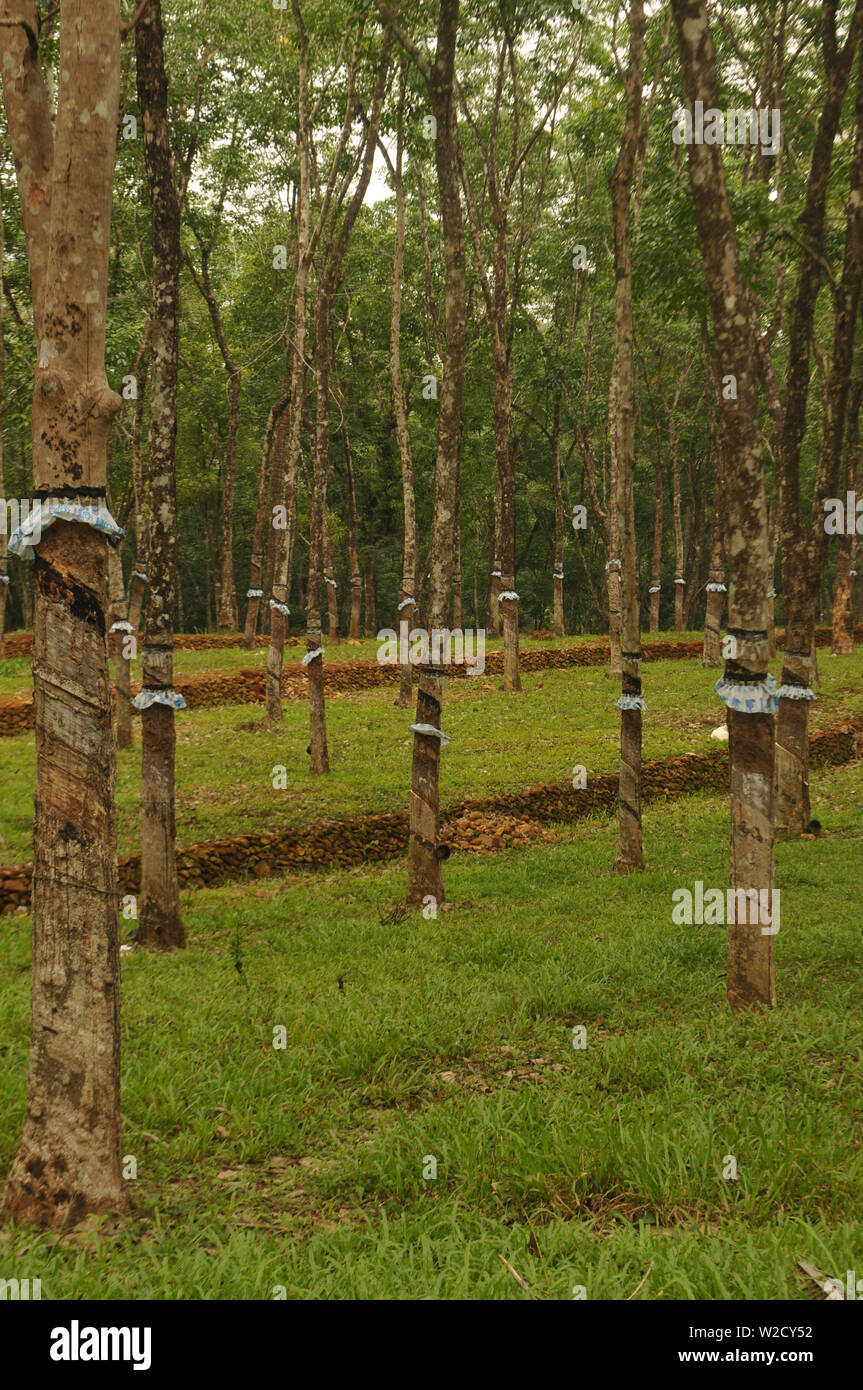 India: A gum tree plantation in Kerala Stock Photo - Alamy