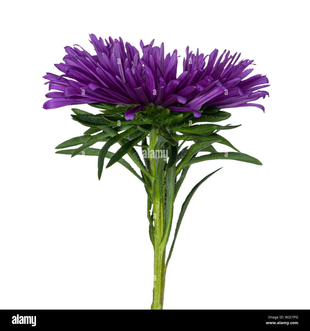 side view of single lilac Chinese Aster flower, isolated on a white ...