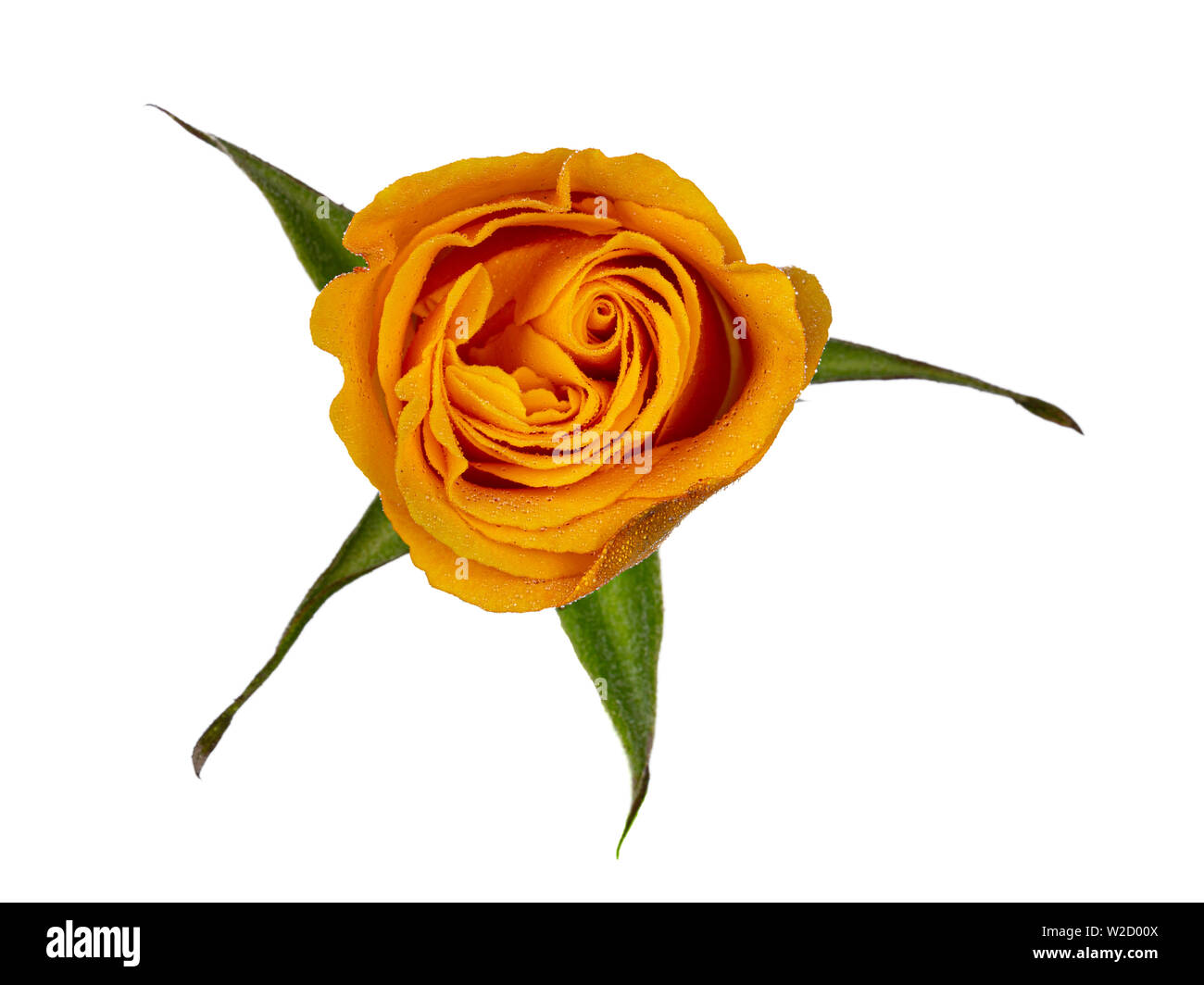 Closeup top view of orange rose flower. Isolated on a white background ...
