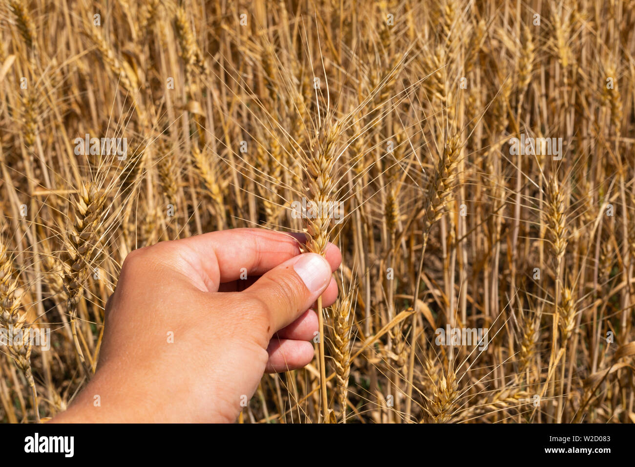 Close up picture of human hand holding ripe gold wheat at a wheat field ...
