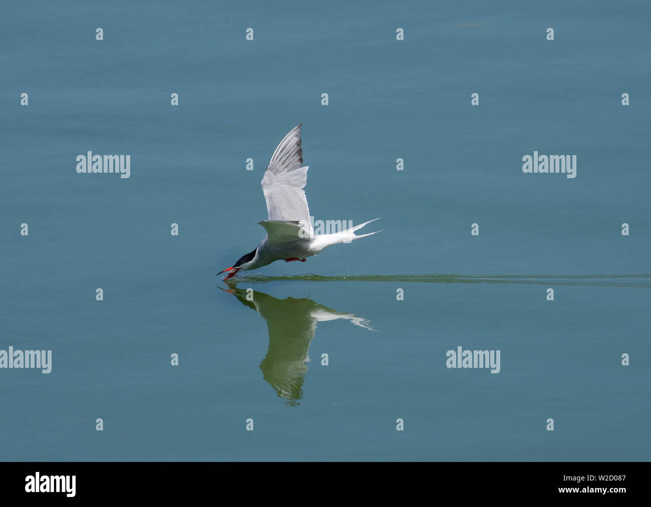 Common Tern, Sterna hirundo, in flight, with fish, Preston Docks ...