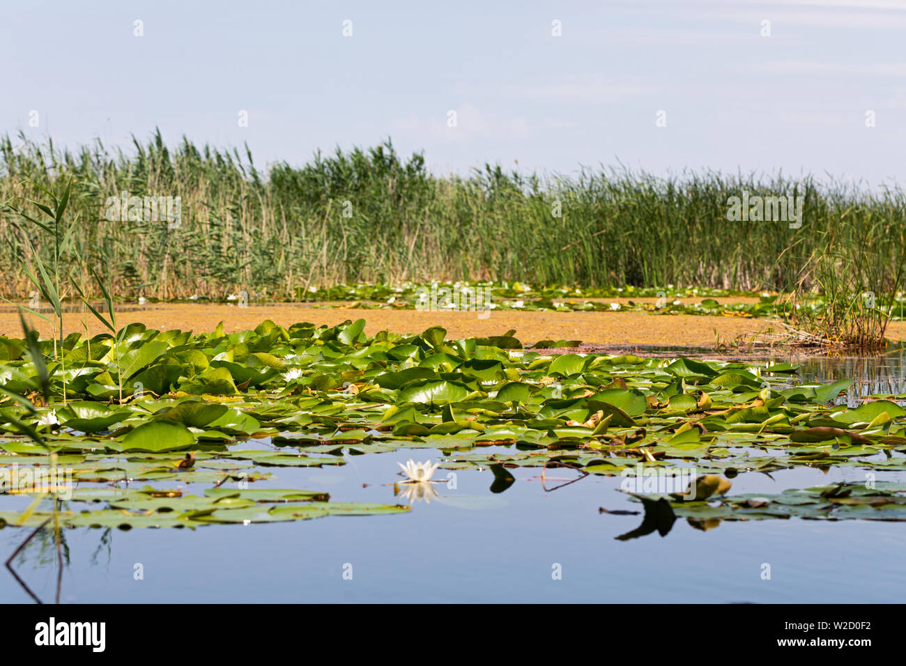 Picture of the biosphere of the Danube Delta in Romania, protected ...