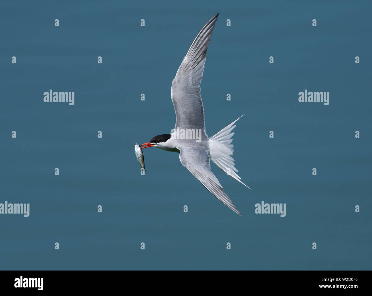 Common Tern, Sterna hirundo, in flight, with fish, Preston Docks ...