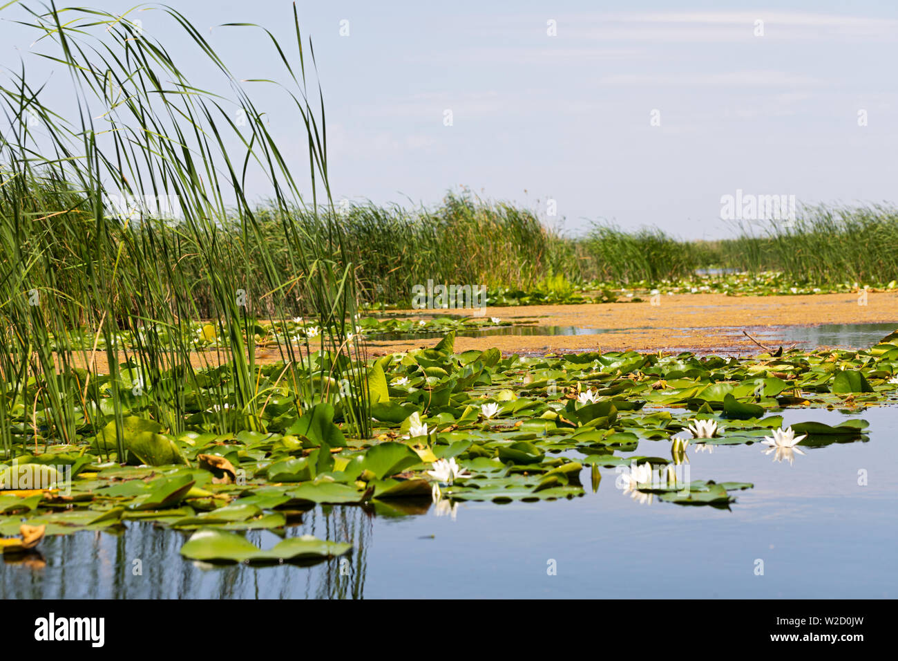 Picture of the biosphere of the Danube Delta in Romania, protected ...