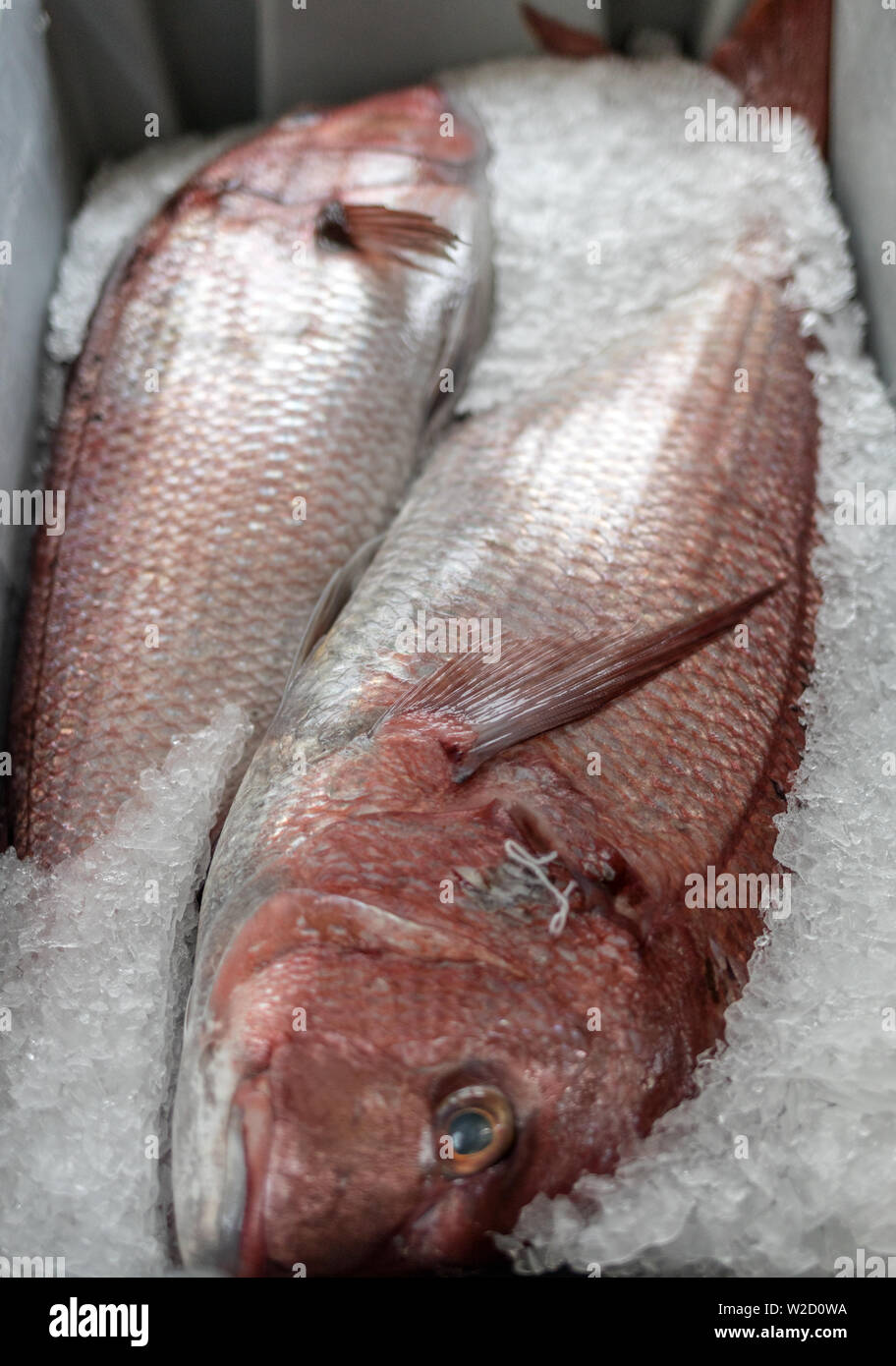 Fresh fish for sale at a fish market Stock Photo - Alamy