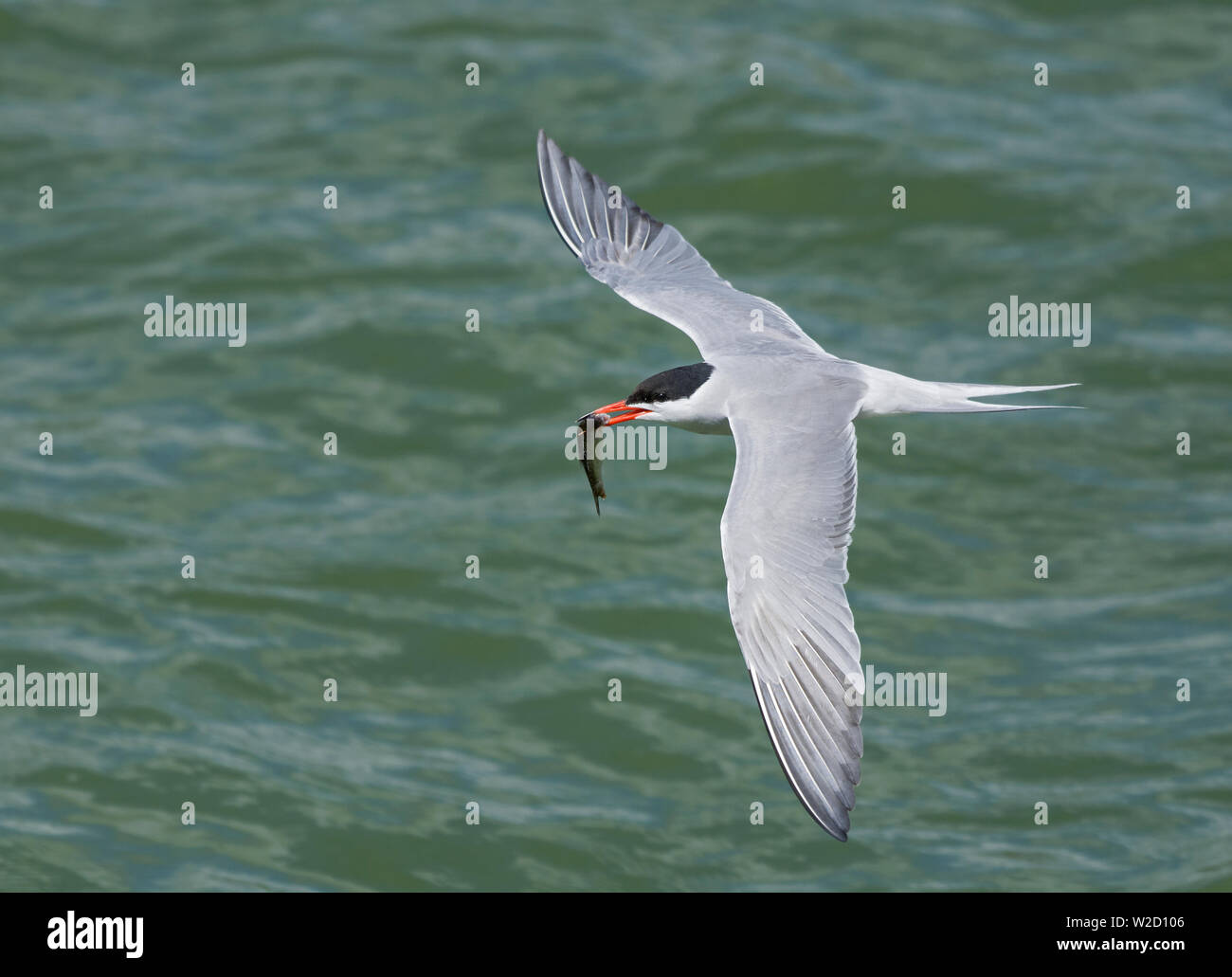 Common Tern, Sterna hirundo, in flight, with fish, Preston Docks ...