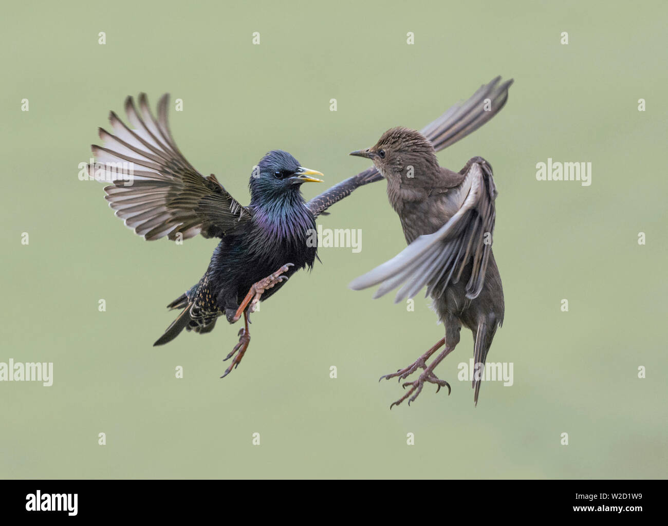 Starlings fighting hi-res stock photography and images - Alamy