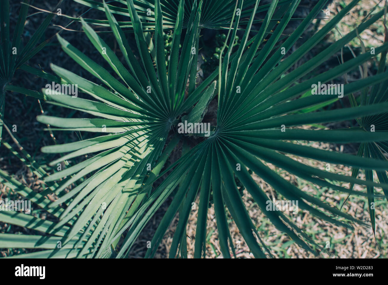 Large green palm leaves of the Sabal minor family. Natural tropical ...