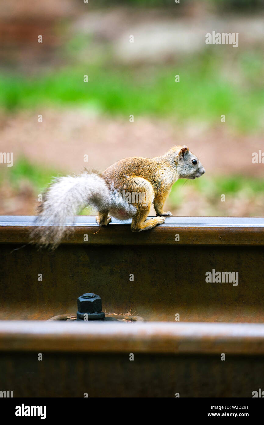 Cute gray squirrel sitting on an railway rail Stock Photo - Alamy