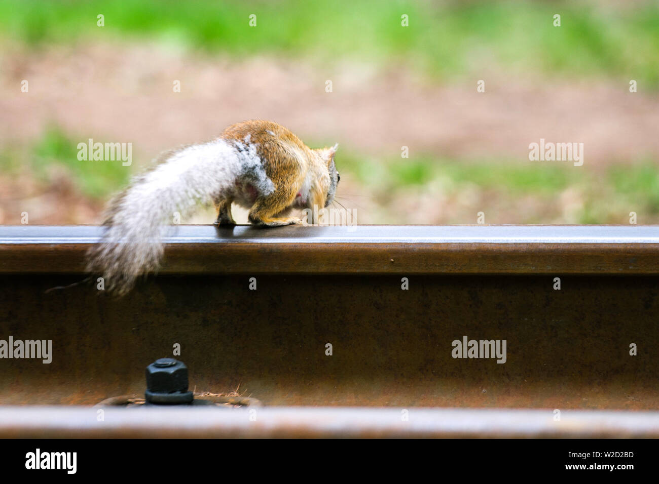 Cute gray squirrel sitting on an railway rail Stock Photo - Alamy